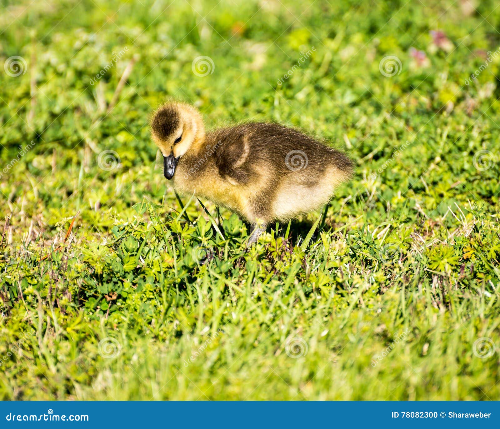 Royalty Free Images, Cartoons, Illustrations And Photos Designed By ...