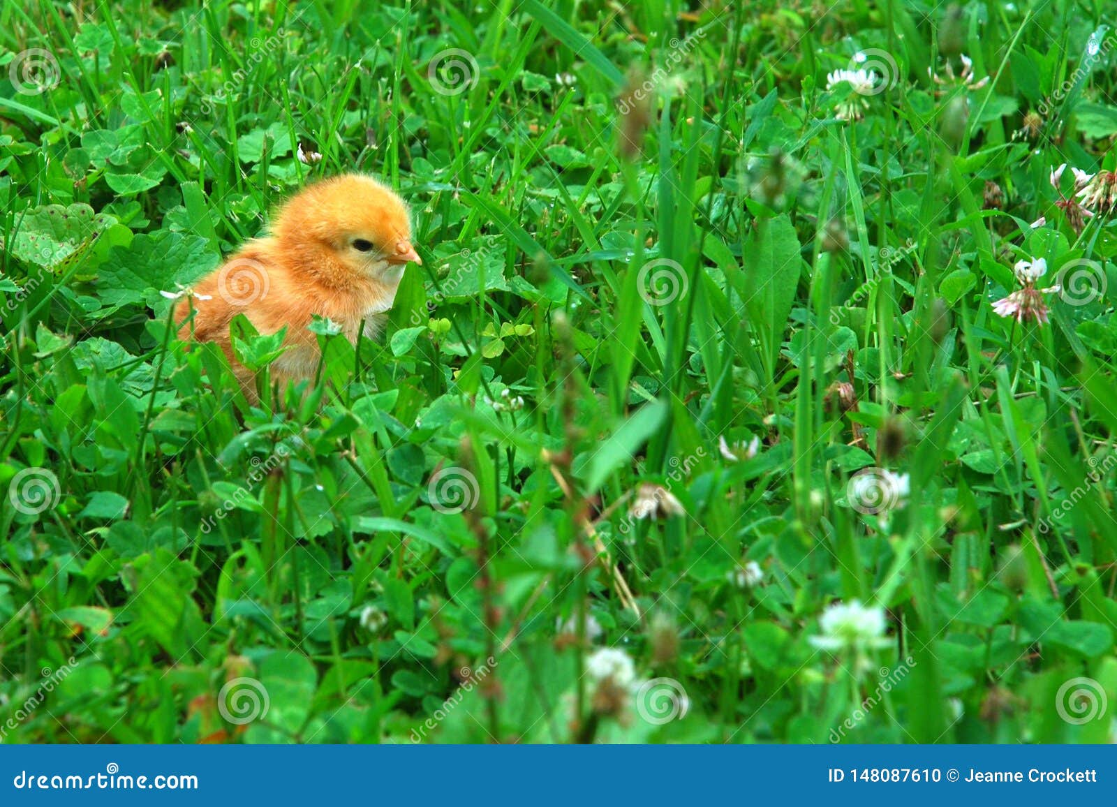 A baby chick in grass stock photo. Image of alone, single - 148087610