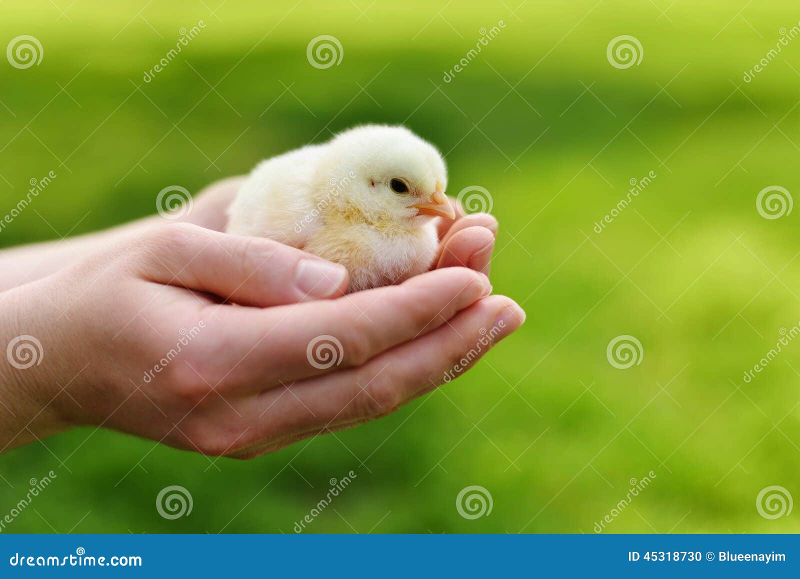 Baby Chick in Hands stock photo. Image of bird, fluffy - 45318730