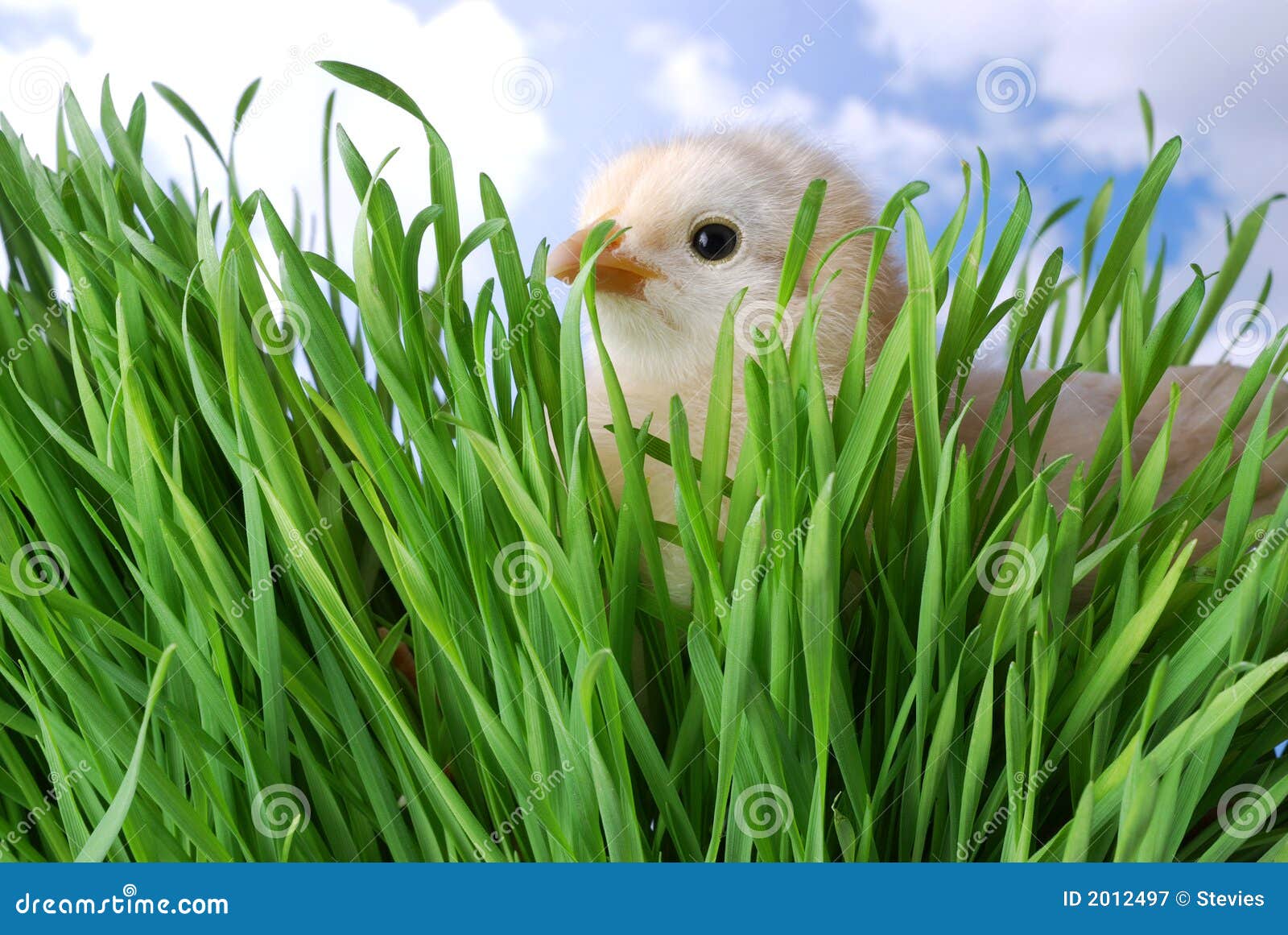 Baby Chick Hiding in Grass stock image. Image of food - 2012497