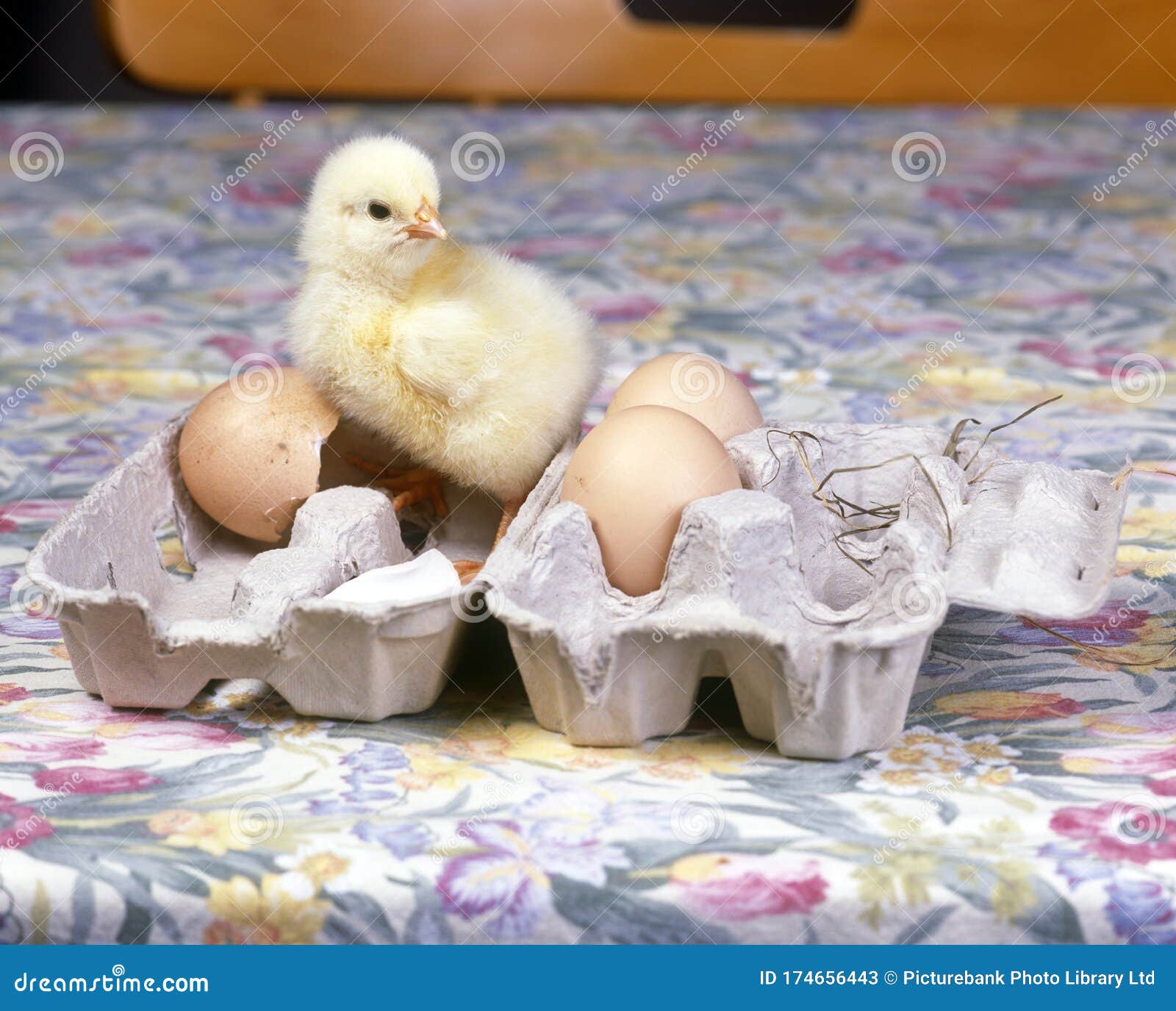 A Baby Chick Inside an Egg Carton with Other Eggs. Stock Image - Image ...