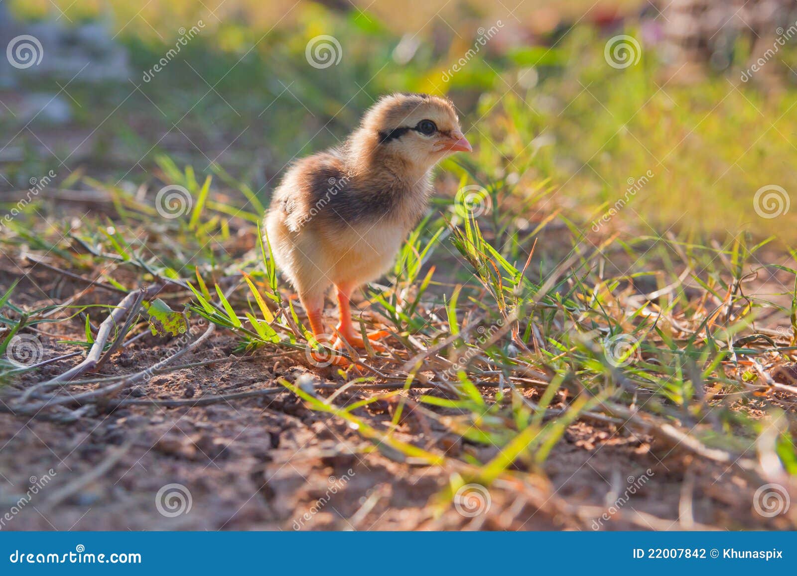 A Baby of Chick Loss the Way and Call for Mom Stock Photo - Image of ...