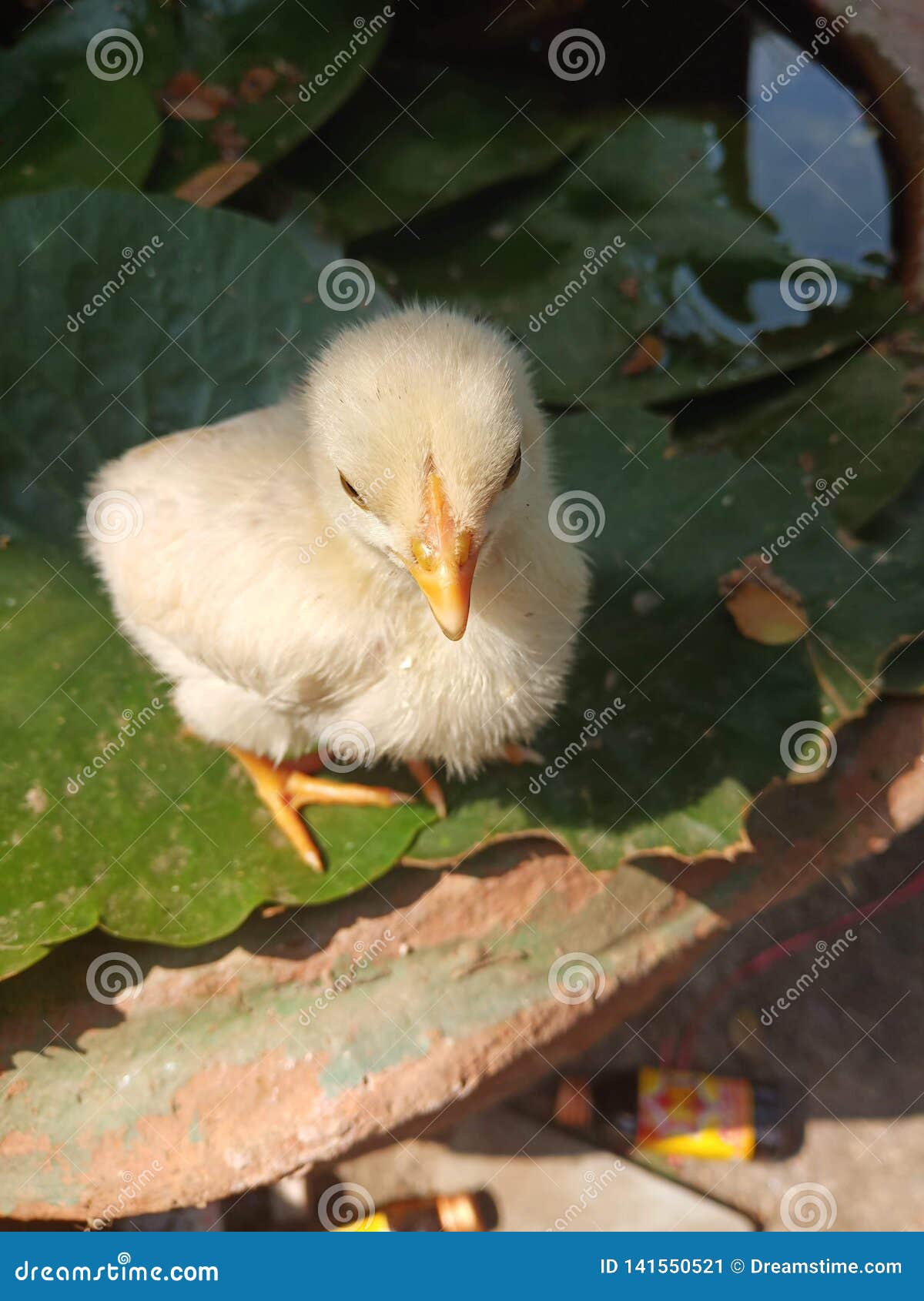 Baby chick stock image. Image of chick, cute, baby, orphaned - 141550521