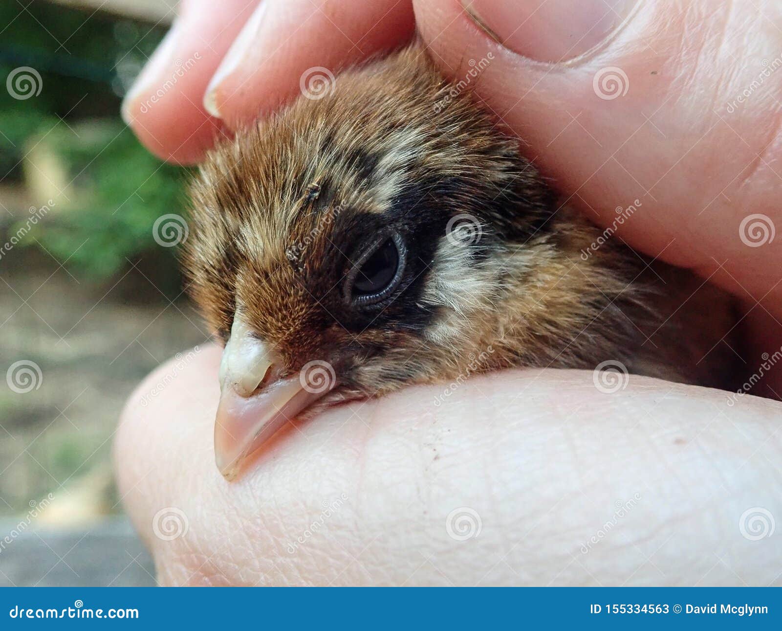 Baby chick in persons hand stock image. Image of close - 155334563