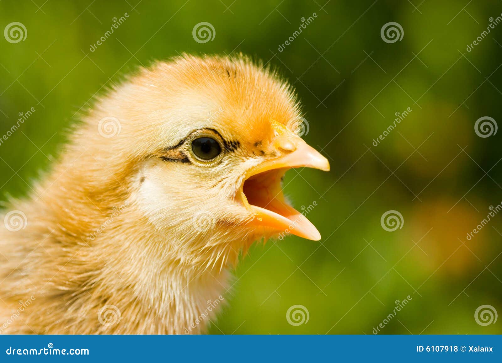 Baby chick screaming stock photo. Image of feather, holiday - 6107918