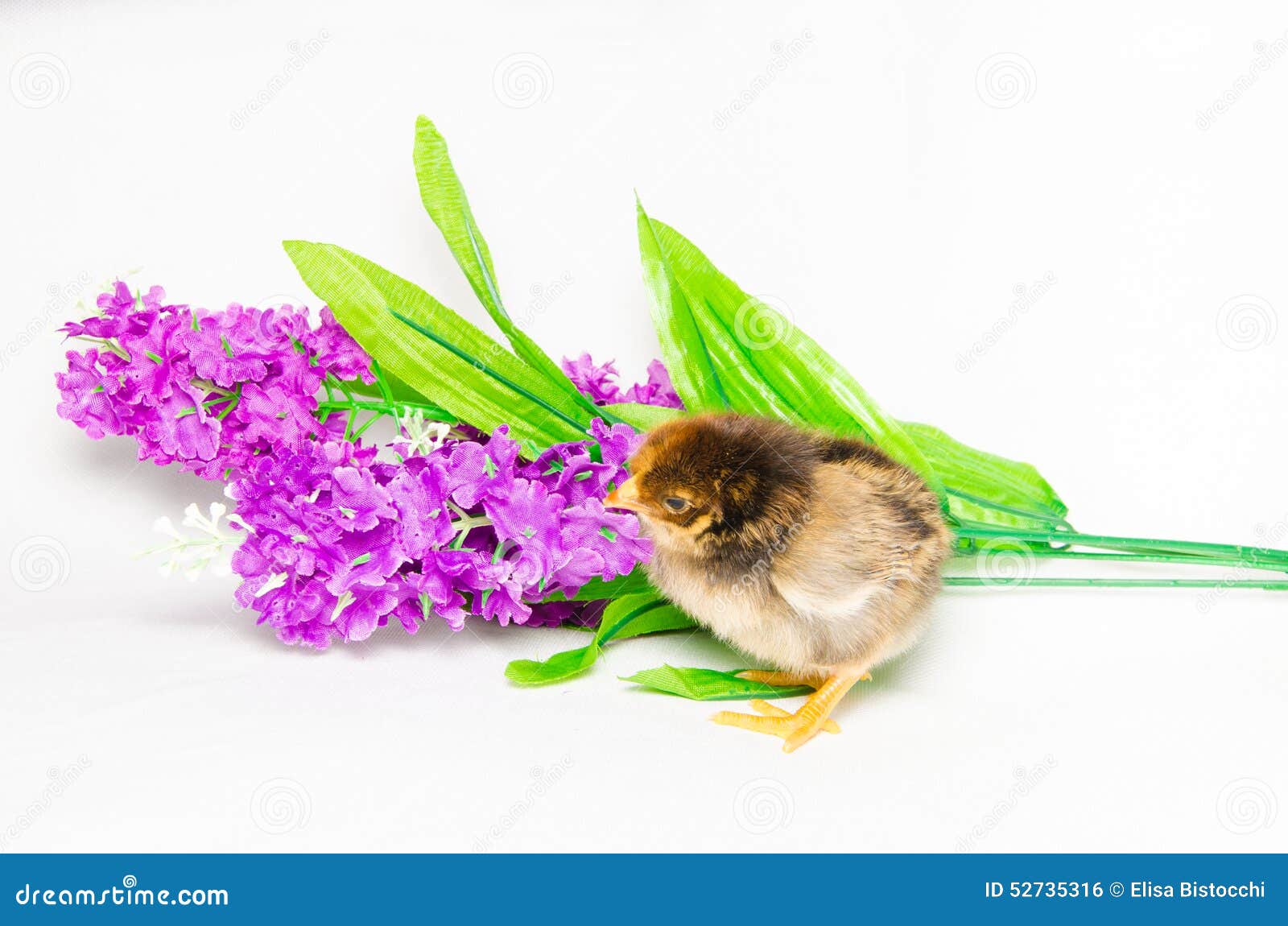 Baby Chick on Violet Flowers Stock Photo - Image of cheerful, little ...