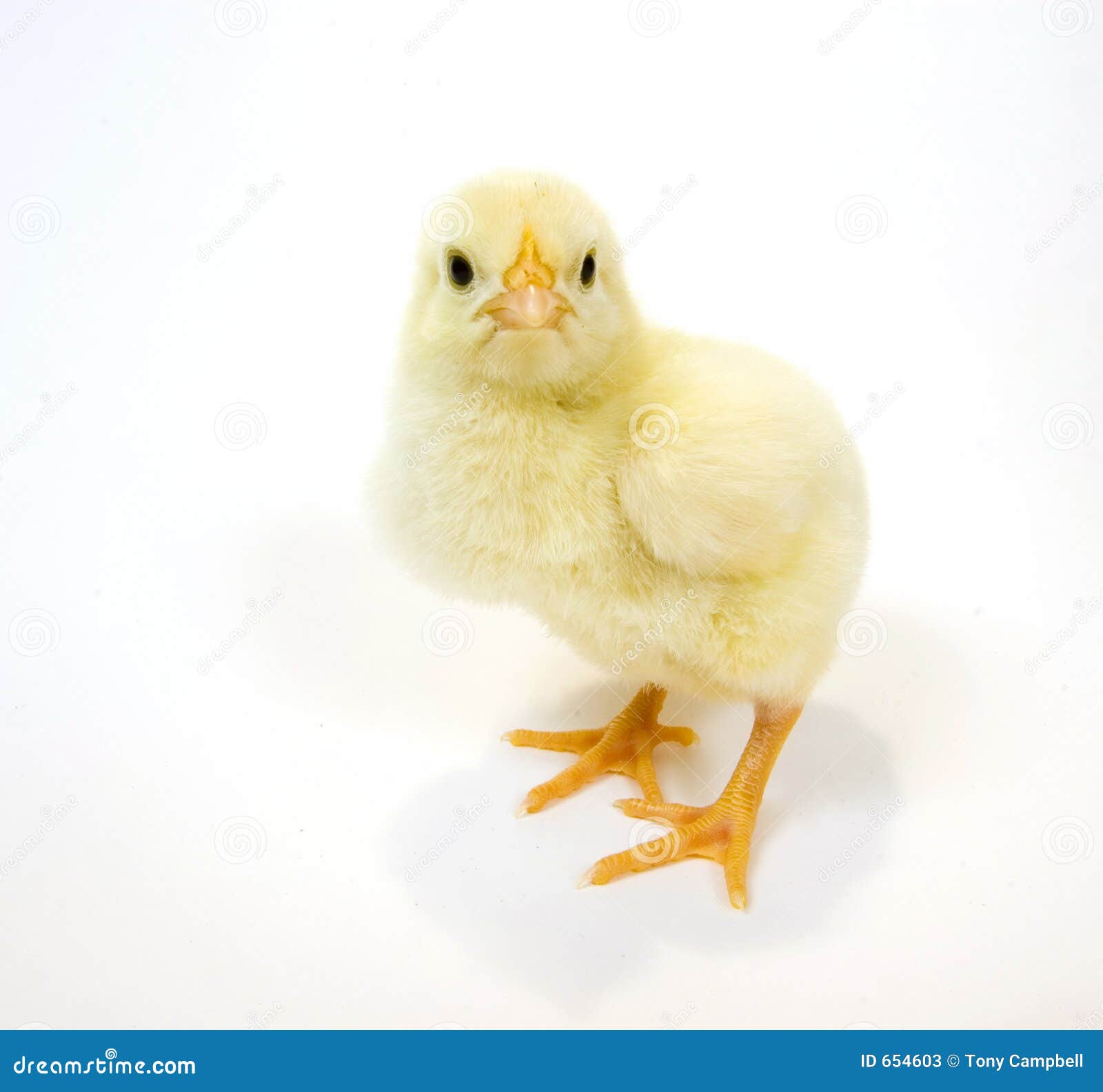 Baby Chick on White Background Stock Image - Image of meat, food: 654603