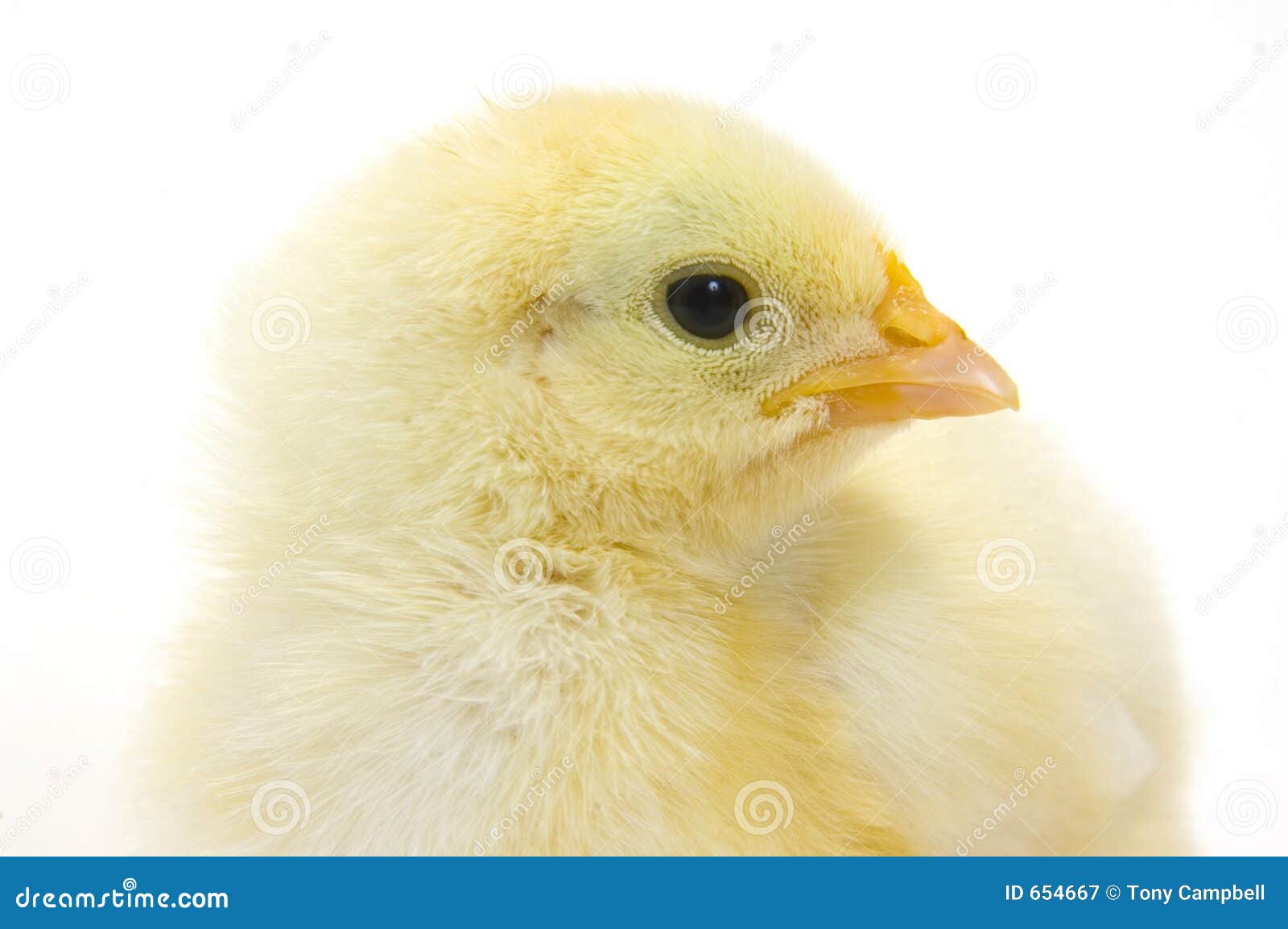 Baby Chick on White Background (face) 36 Stock Image - Image of chick ...