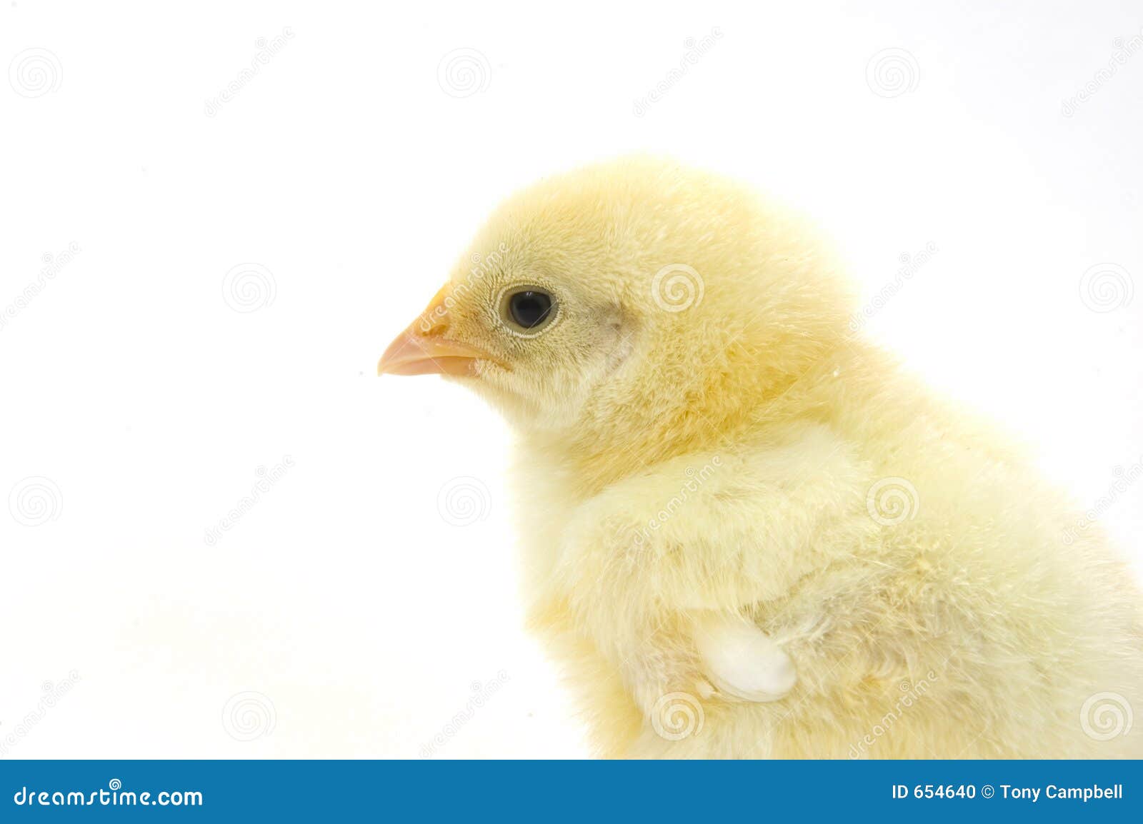 Baby Chick On White Background (portrait) 20 Picture. Image: 654640