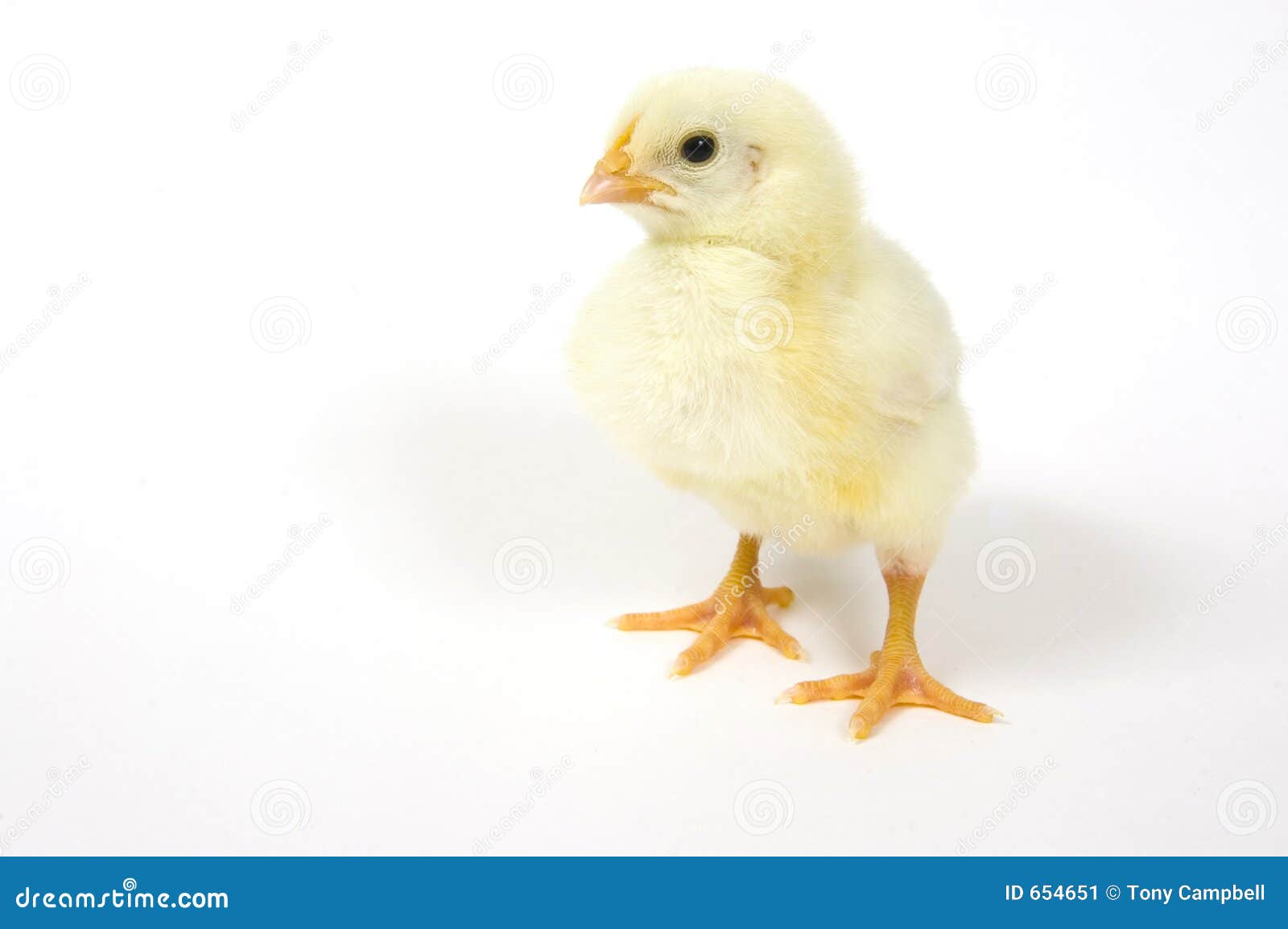 Baby Chick on White Background (profile) 24 Stock Image - Image of ...