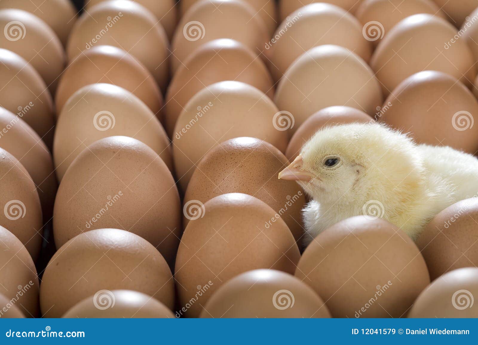 Baby Chicken stock image. Image of chicken, bird, yellow - 12041579