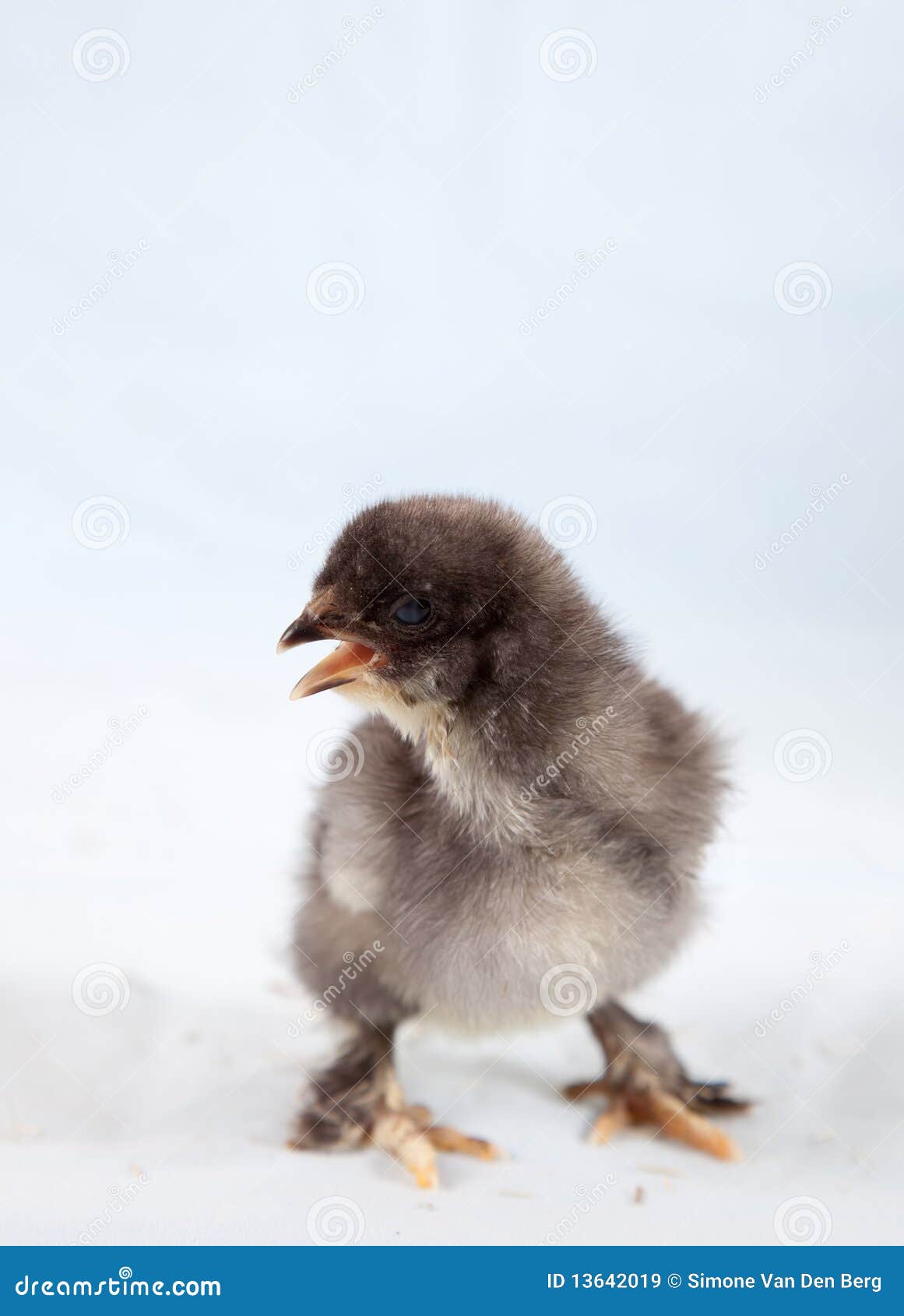 Baby chicken stock image. Image of farmanimal, baby, young - 13642019