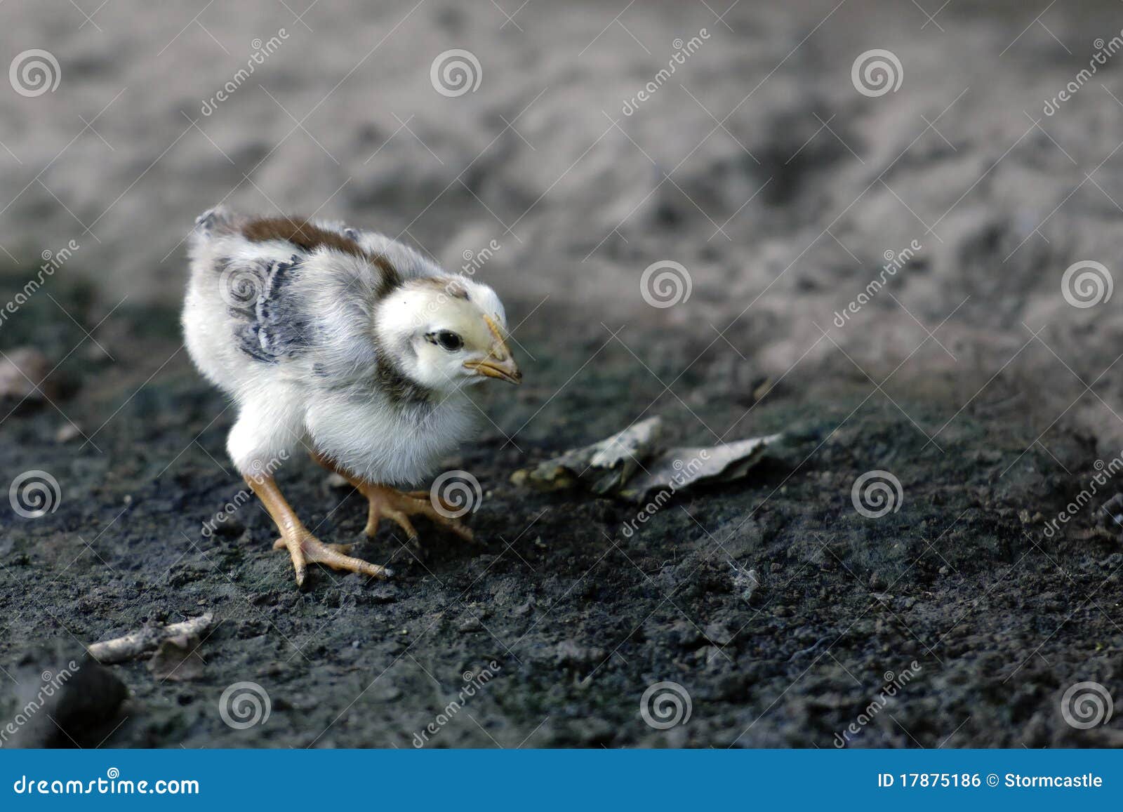 Baby Chicken stock photo. Image of newborn, baby, little - 17875186