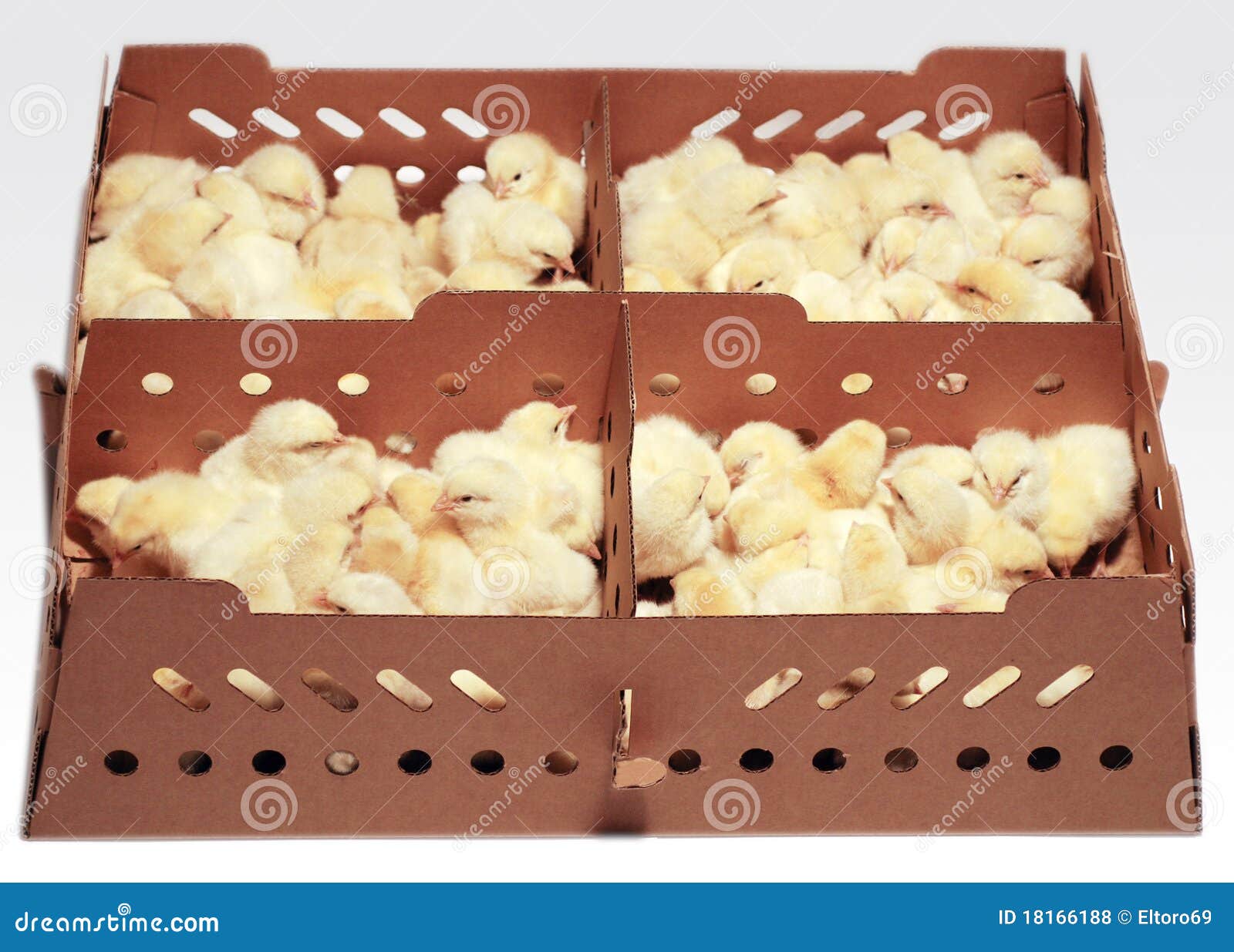 Baby chicken stock photo. Image of broken, agriculture - 18166188