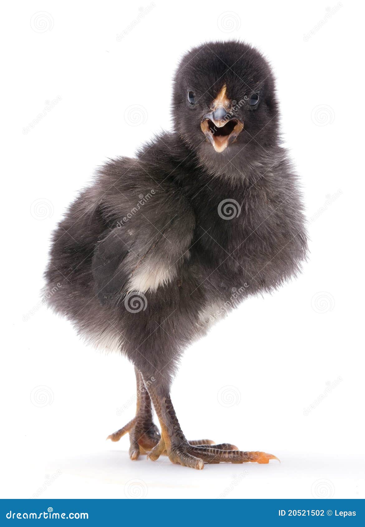 Baby chicken stock photo. Image of young, fledgling, animal - 20521502