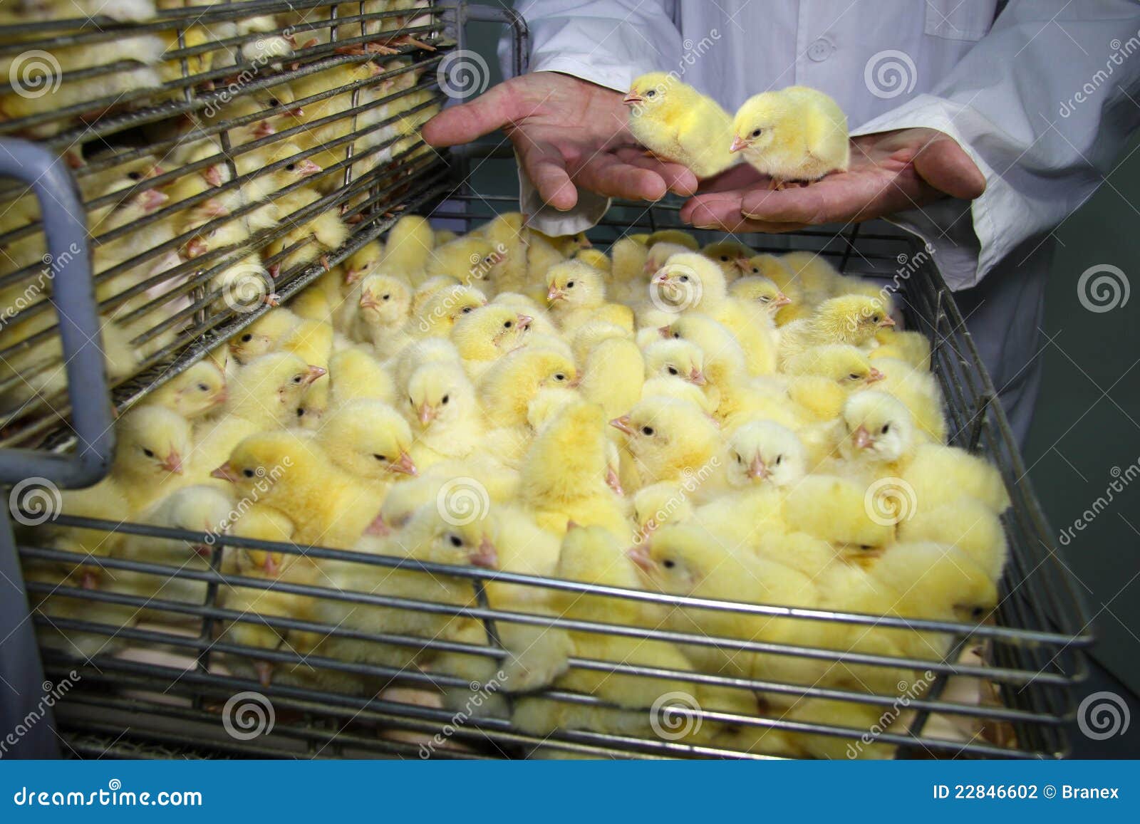 Baby Chicken stock photo. Image of farming, beautiful - 22846602