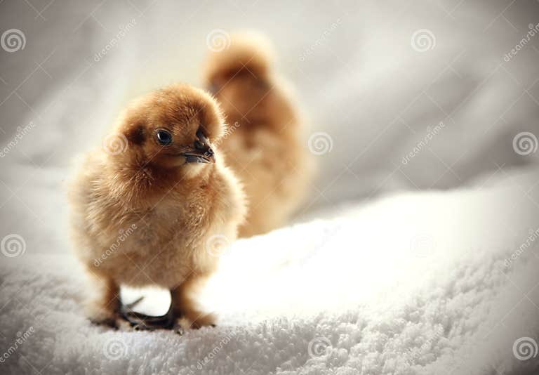 Baby chicken stock image. Image of chanticleer, bird - 27318107