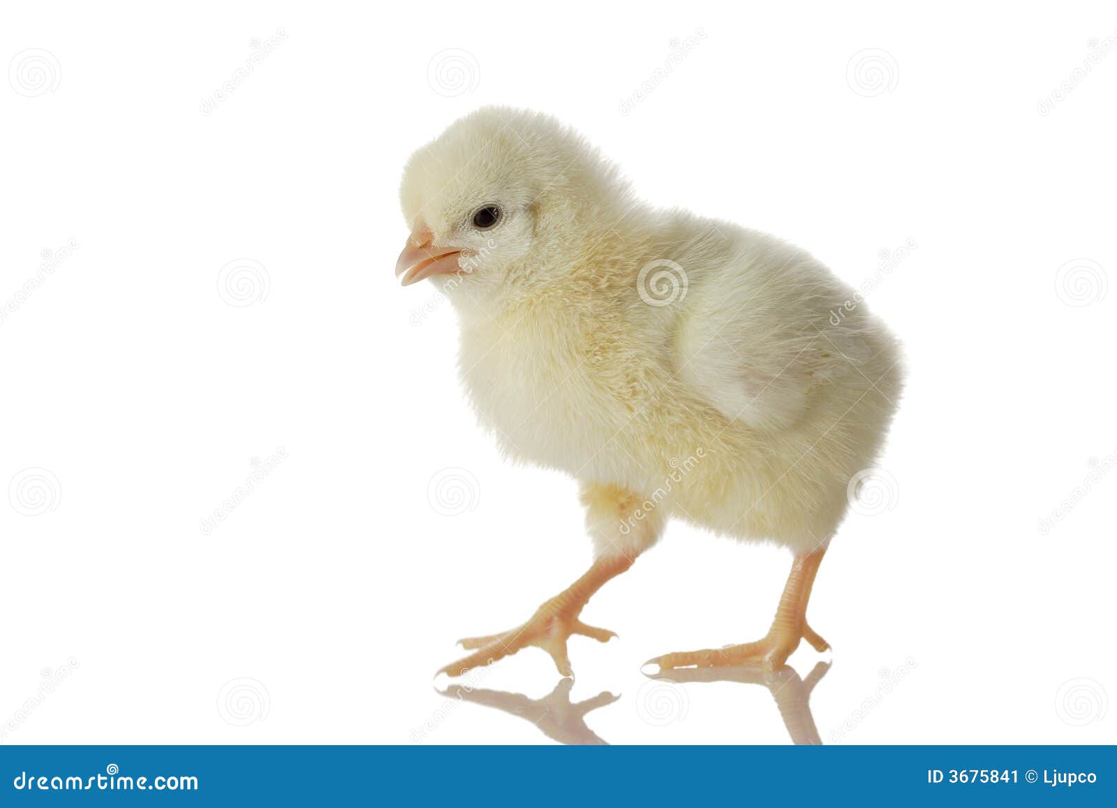 Baby chicken stock image. Image of fleecy, cute, poultry - 3675841