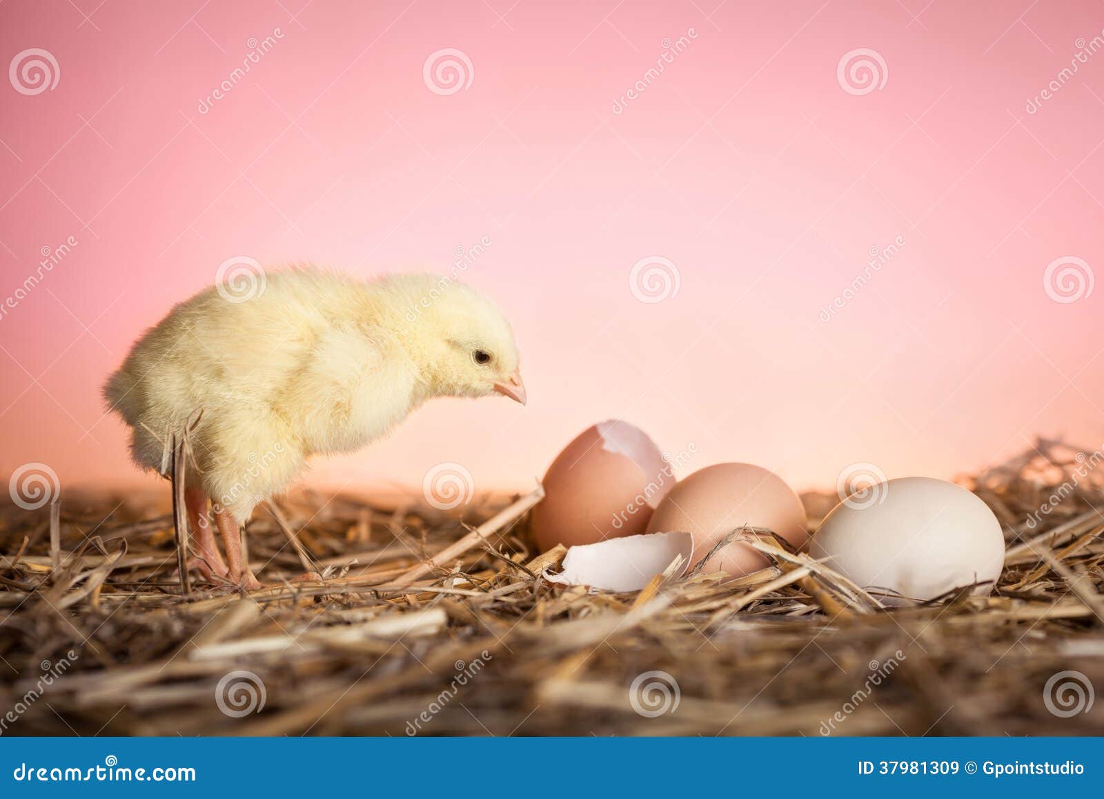 Baby chicken stock image. Image of offspring, beginnings - 37981309