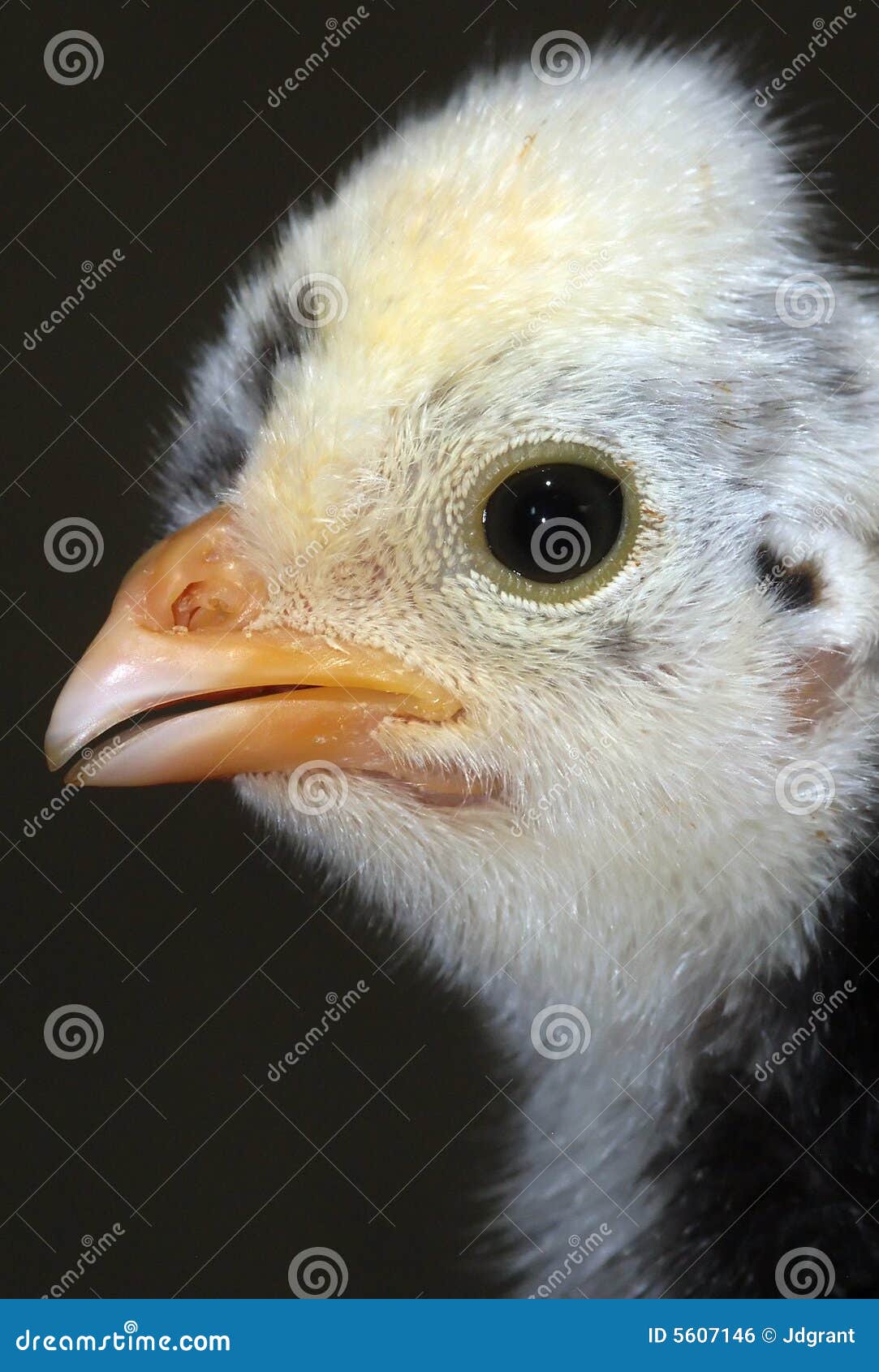 Baby Chicken stock photo. Image of shell, chicks, color - 5607146