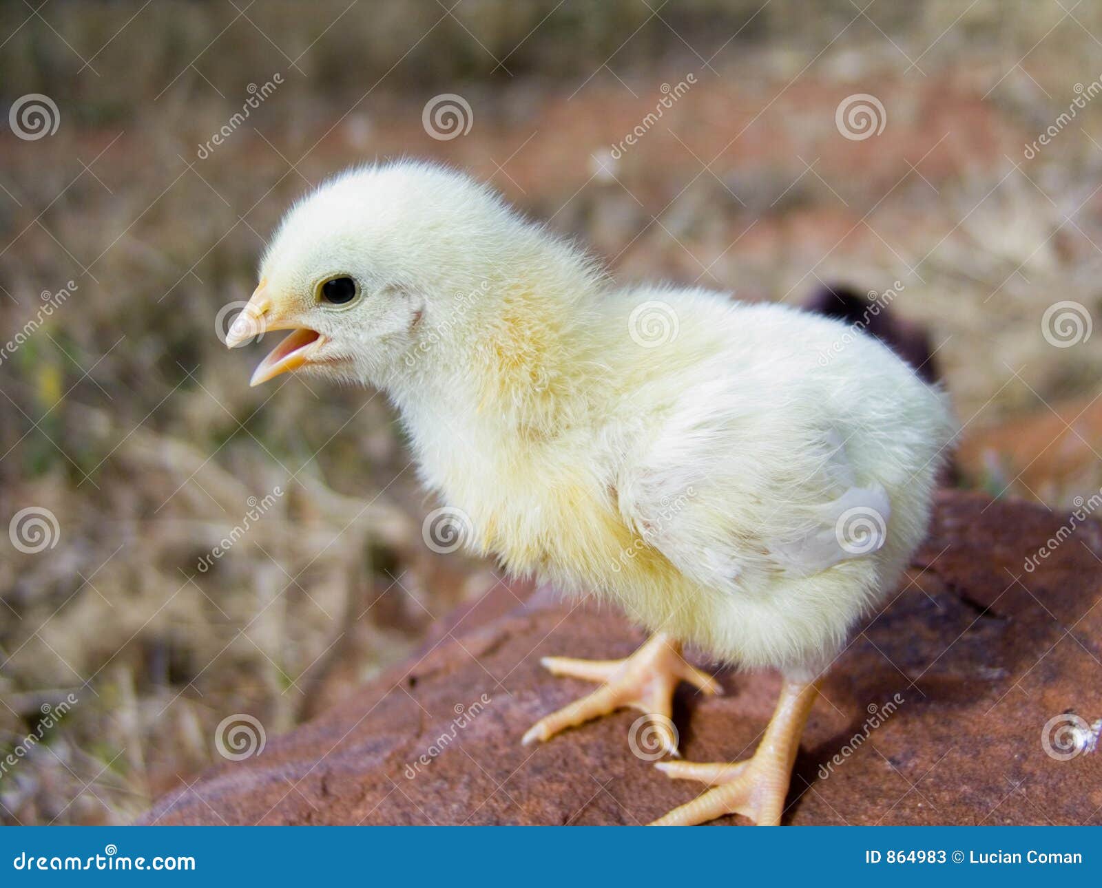 Crying Little Chicken Stock Image | CartoonDealer.com #19514335
