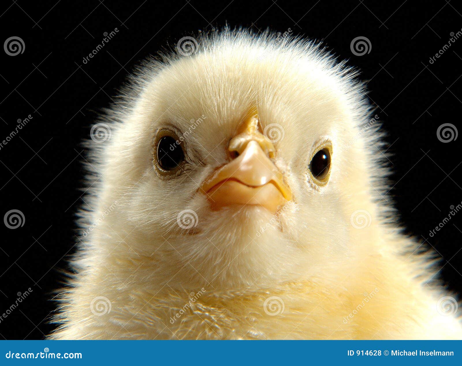 Baby chicken stock photo. Image of little, yellow, chicken - 914628