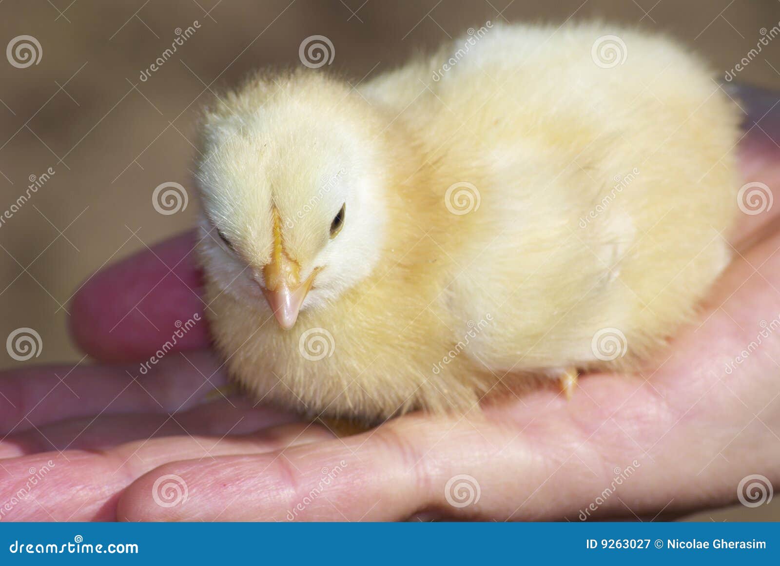 Baby Chicken stock image. Image of bird, newborn, baby - 9263027