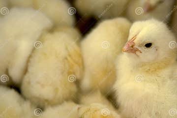 Baby chicken in the box stock image. Image of cute, fluffy - 1059523