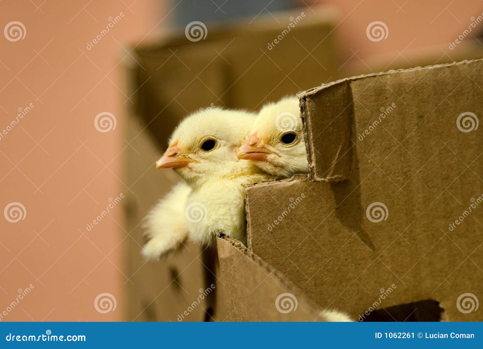 Baby With Chicken Pox Rash. Varicella Virus Or Chickenpox Bubble Rash ...