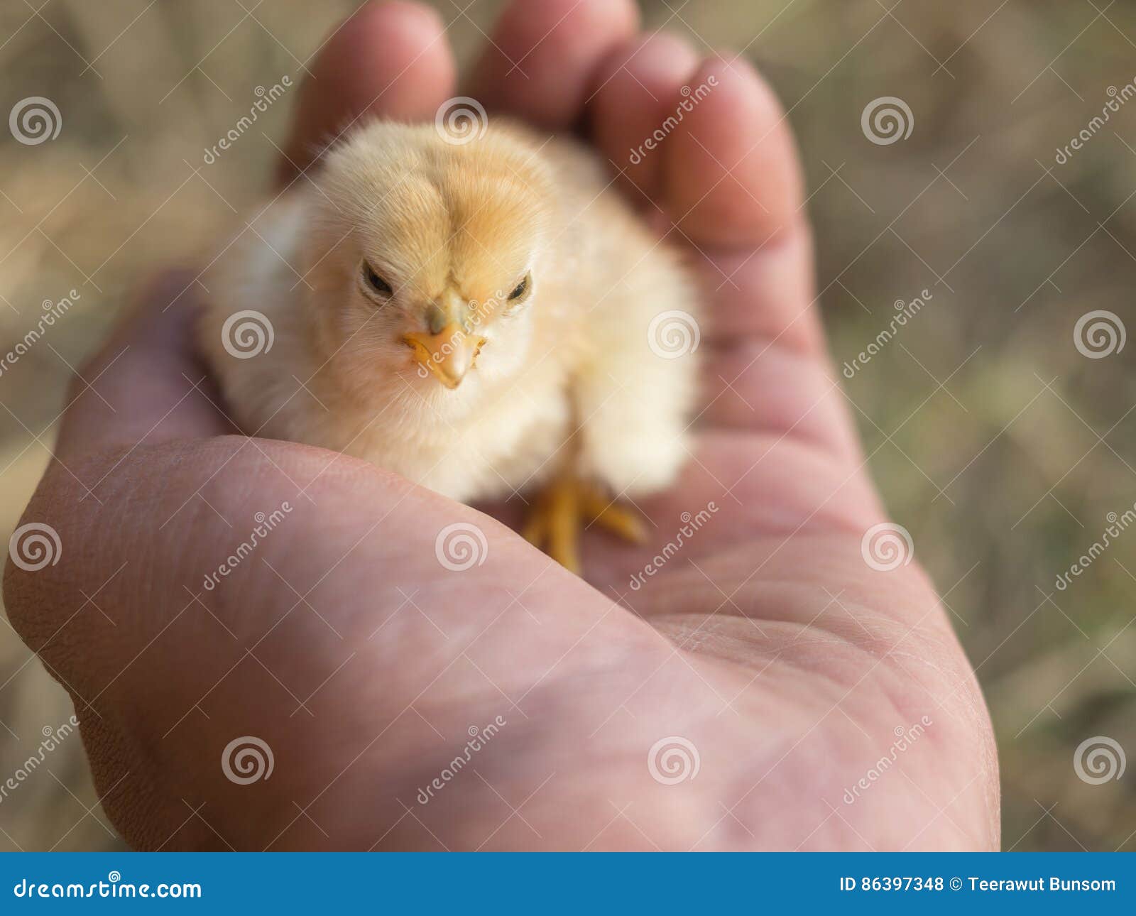 Baby chicken stock photo. Image of animal, cute, yellow - 86397348