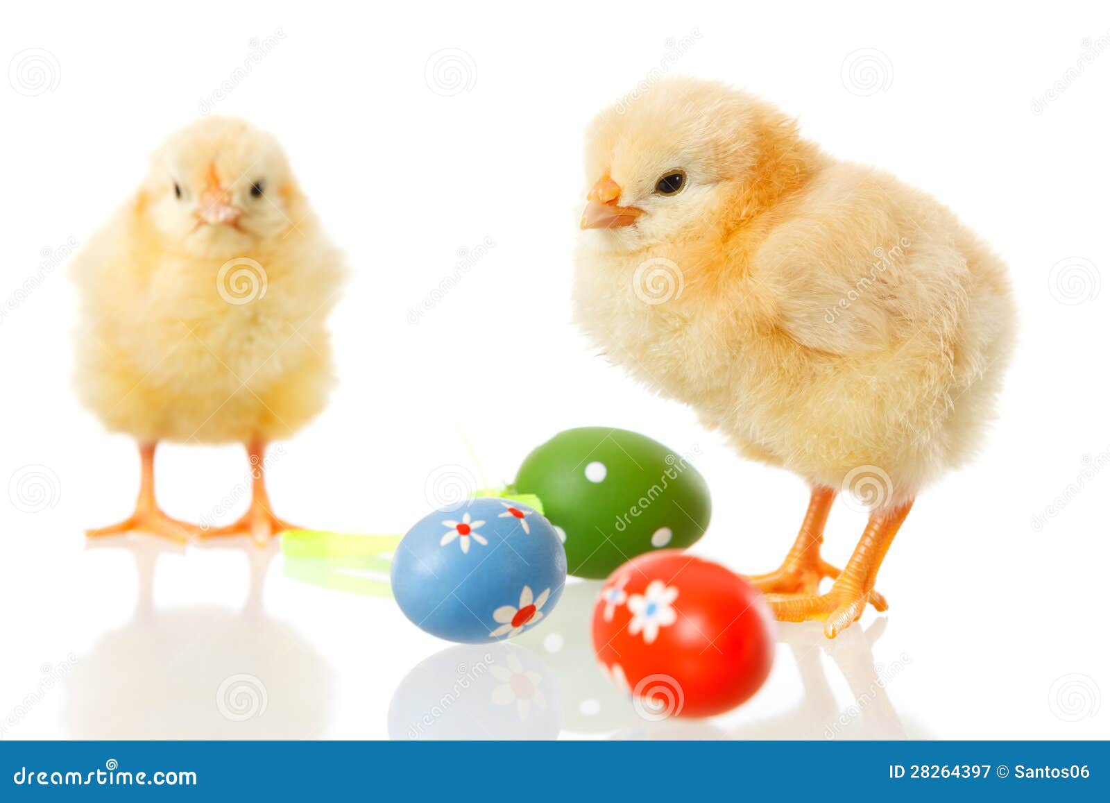Baby Chicken and Easter Eggs on White Stock Image - Image of curiosity ...