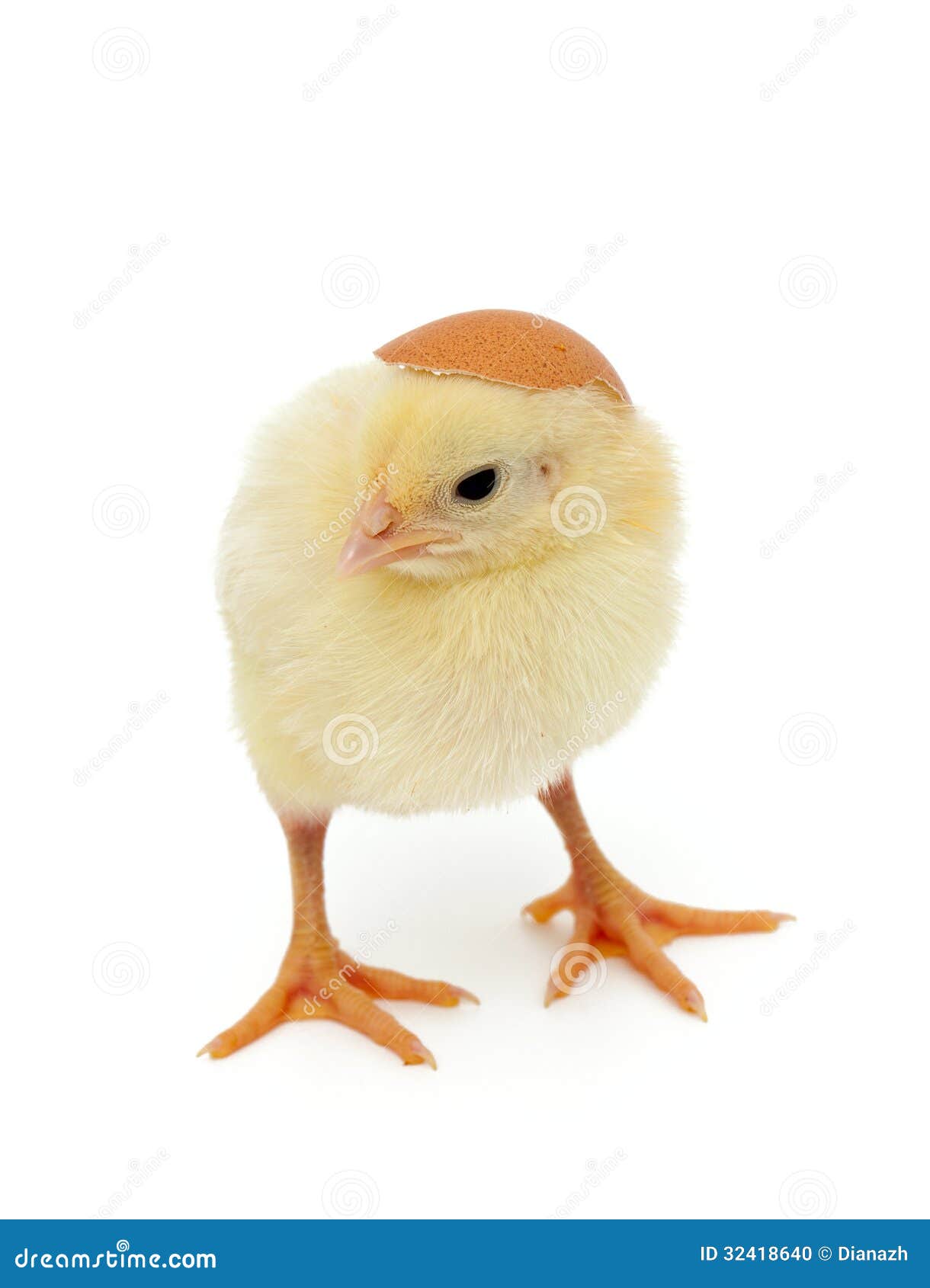 Baby Chicken and Egg Shell As a Hat Stock Photo - Image of cracked ...