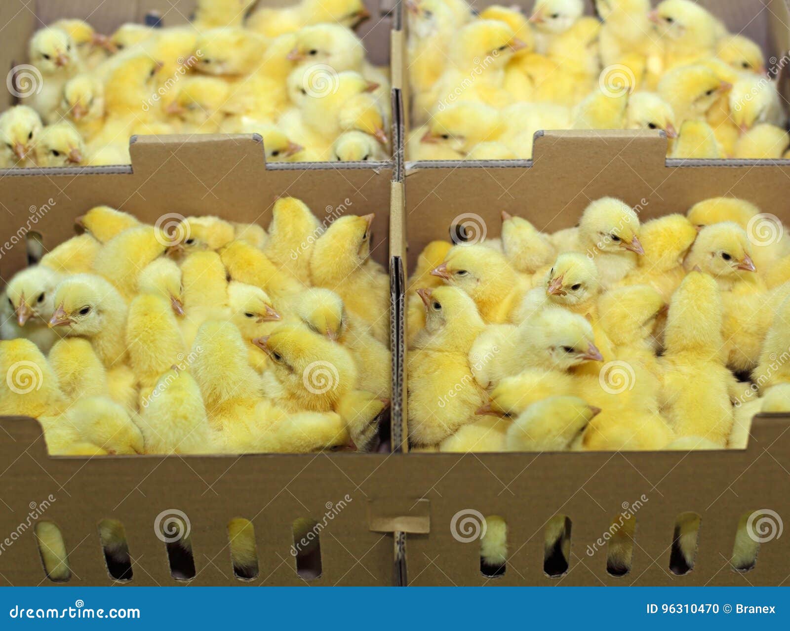 Baby Chicken in Farm Hatchery Stock Photo - Image of eggshell, farming ...