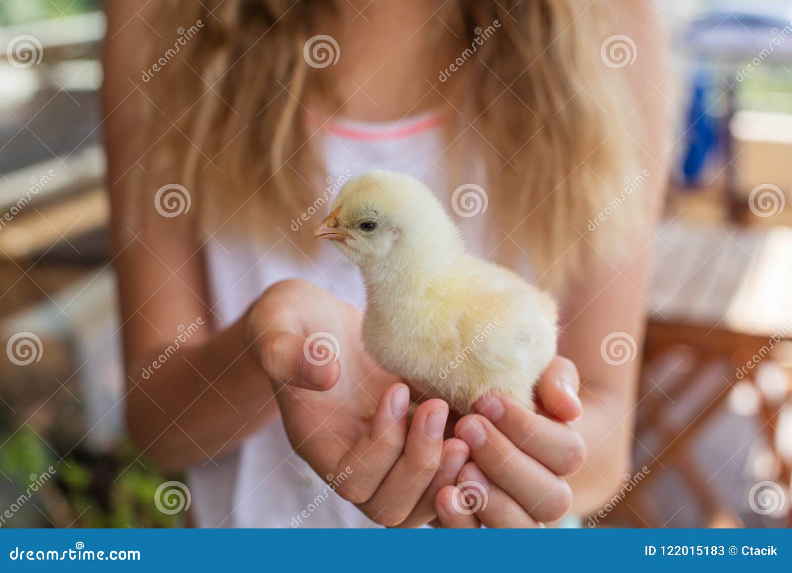 Baby Chicken in Girls Hands Stock Image - Image of agriculture, girl ...