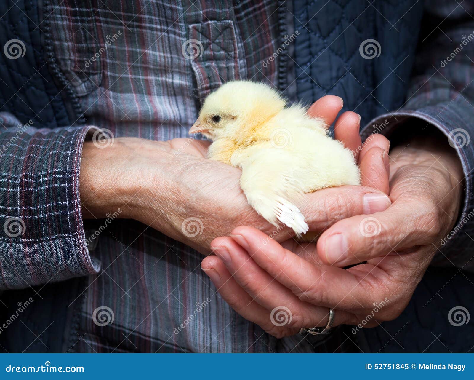 Baby chicken in hand stock image. Image of hatch, nature - 52751845