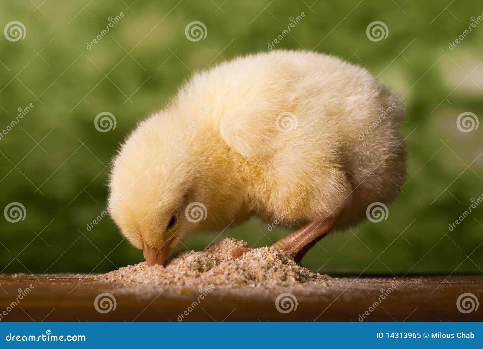 Baby Chicken Stock Photo | CartoonDealer.com #11102058