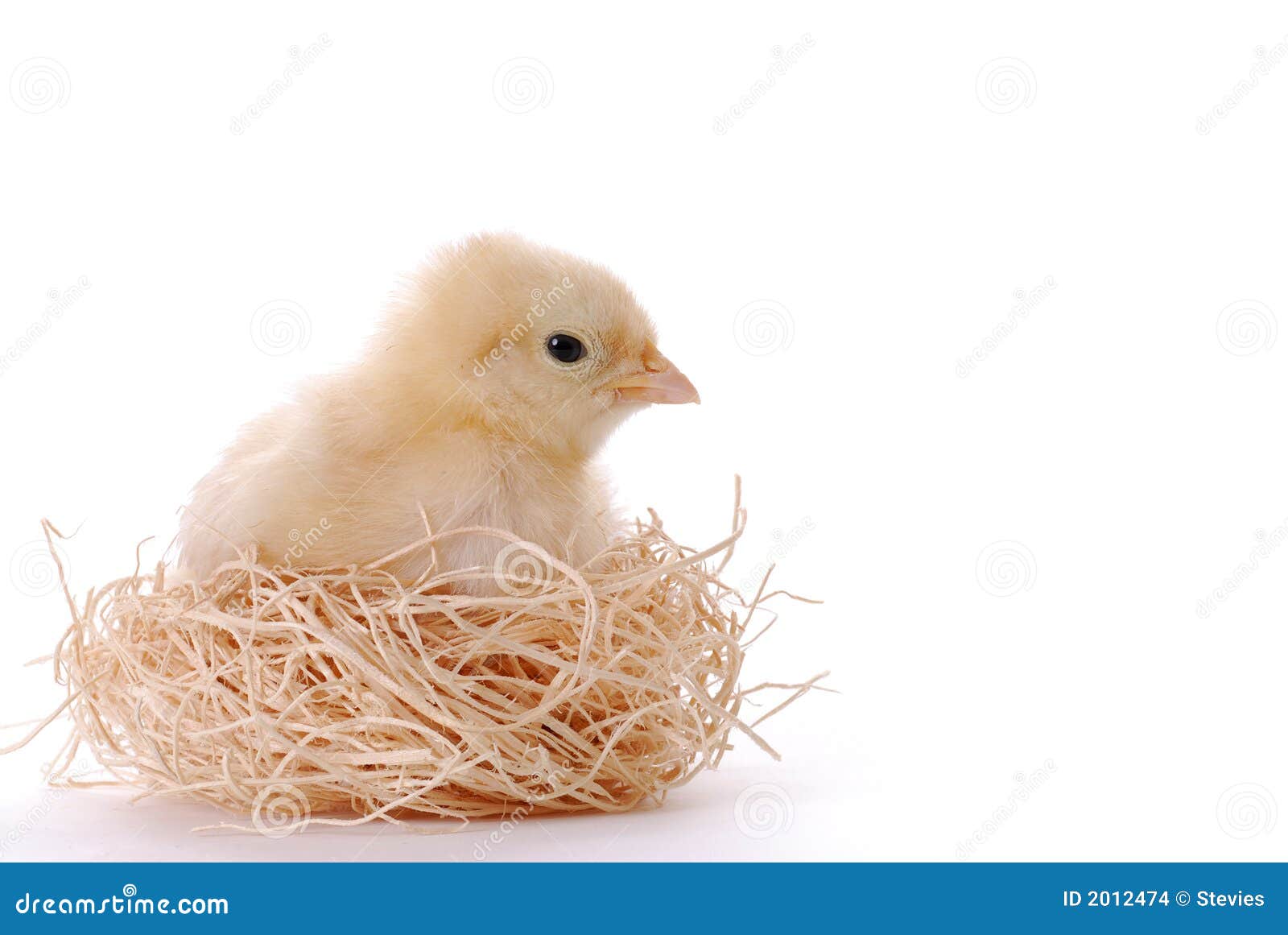 Baby Chicken in Her Nest stock photo. Image of food, yellow - 2012474