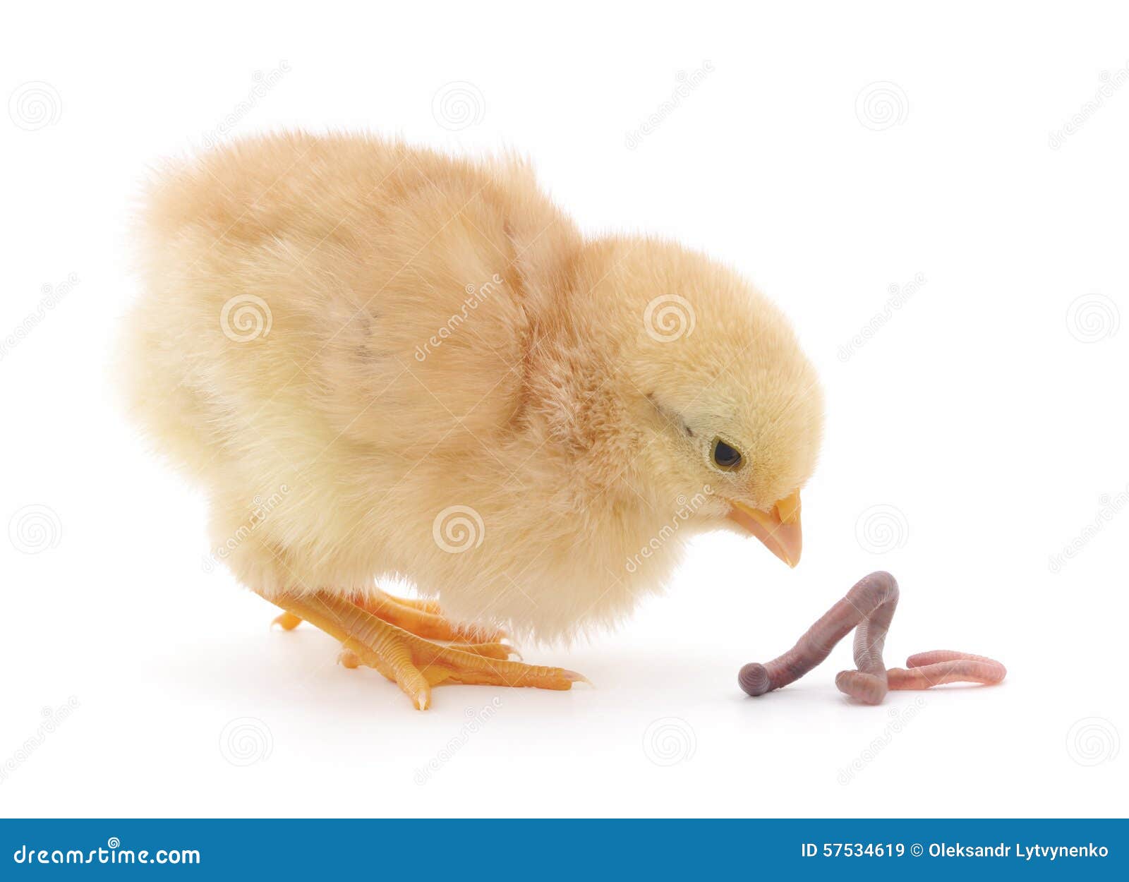 Baby chicken. stock image. Image of colors, nature, worm - 57534619