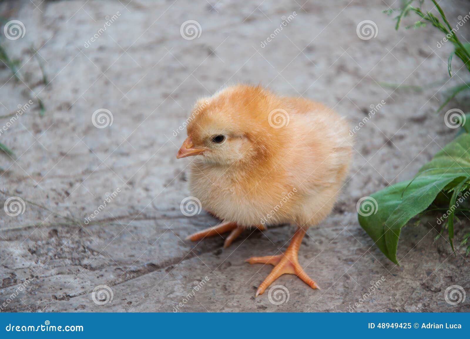 Baby chicken stock image. Image of grass, fuzzy, innocent - 48949425