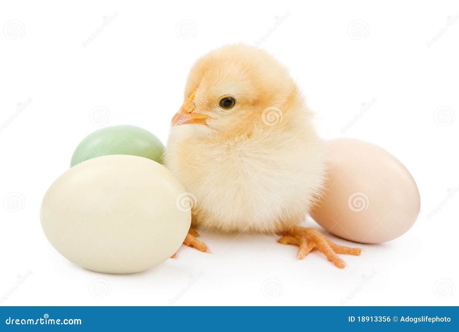 Baby Chicken In Egg