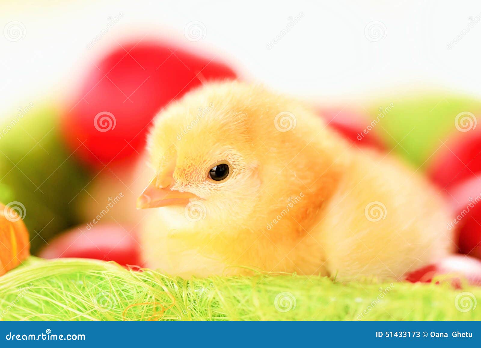 Baby chicken stock image. Image of chick, ecological - 51433173