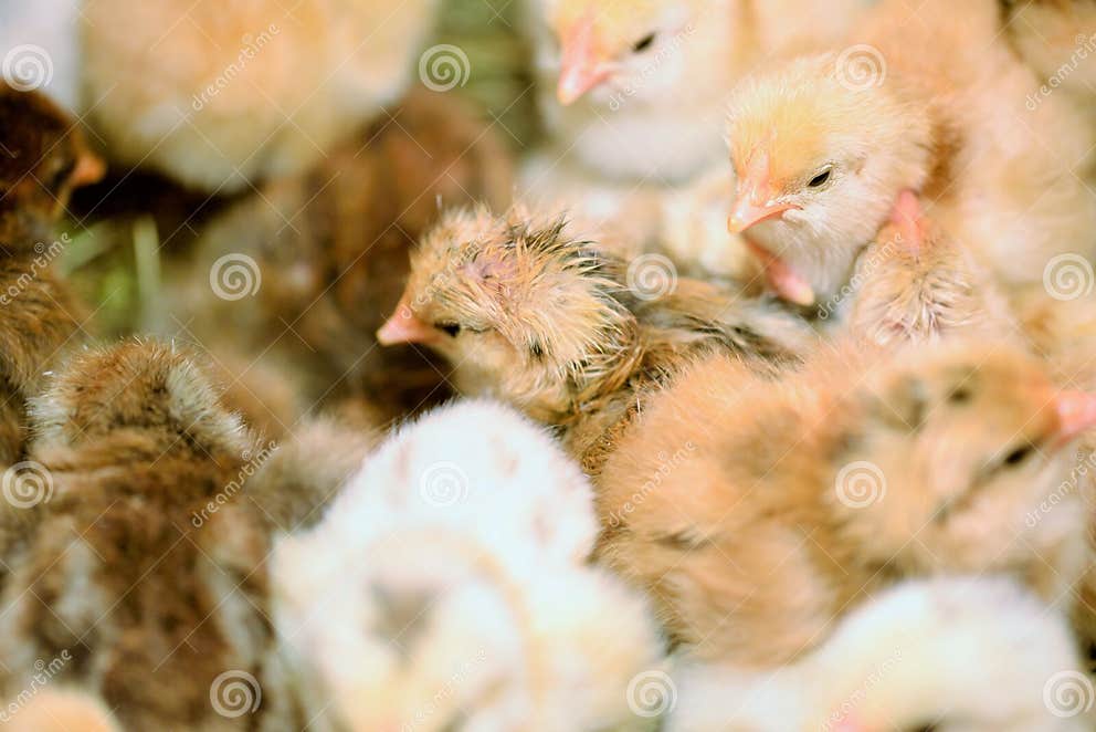 Baby chicken stock image. Image of eggs, chick, little - 51434111