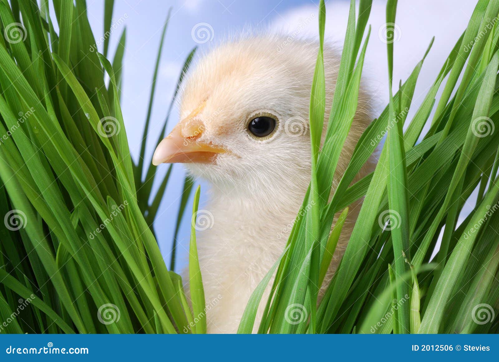 Baby Chicken Peaking at You Stock Photo - Image of bird, spring: 2012506