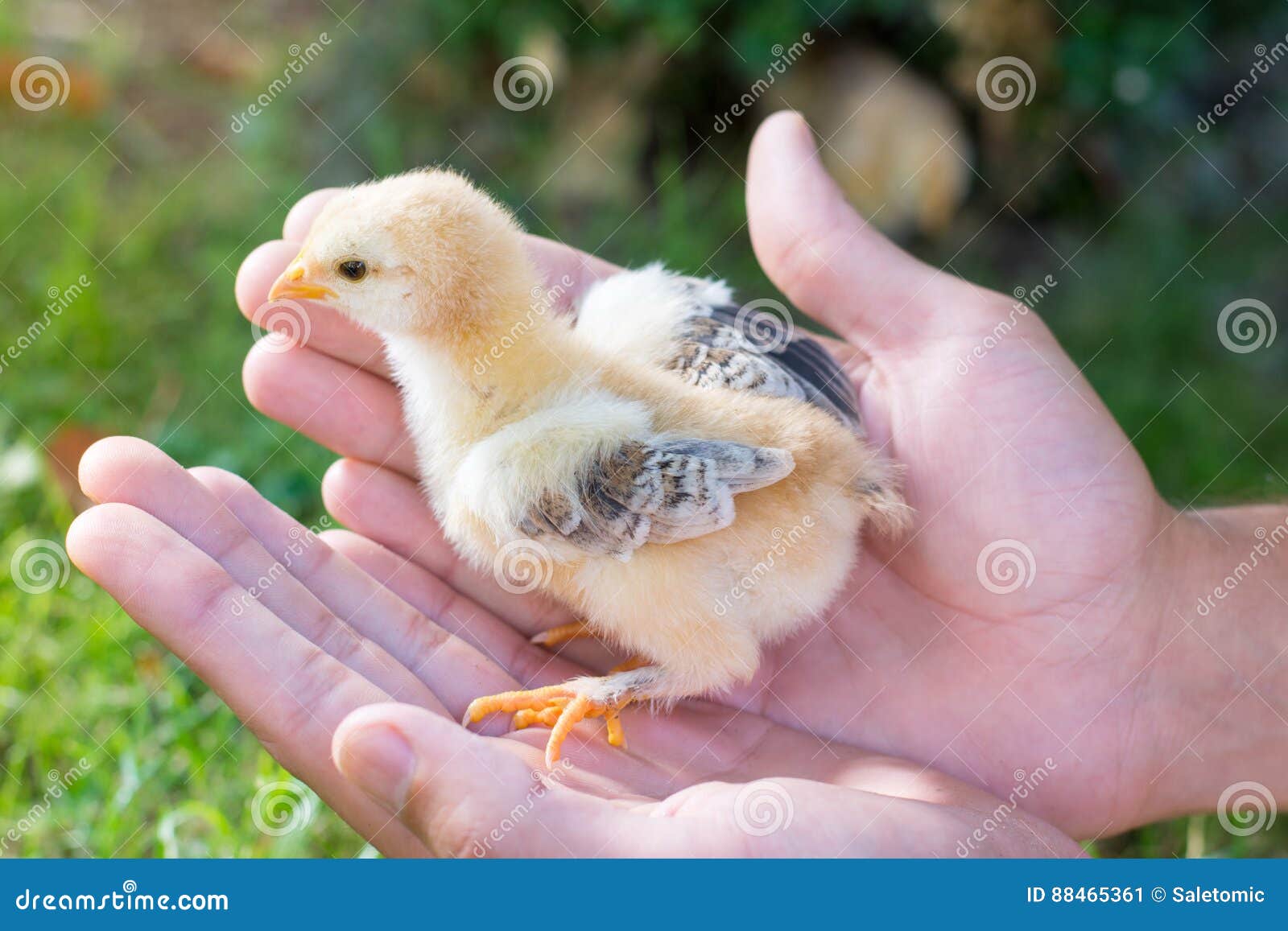 Baby Chicken in Persons Hands Stock Image - Image of growth, cute: 88465361