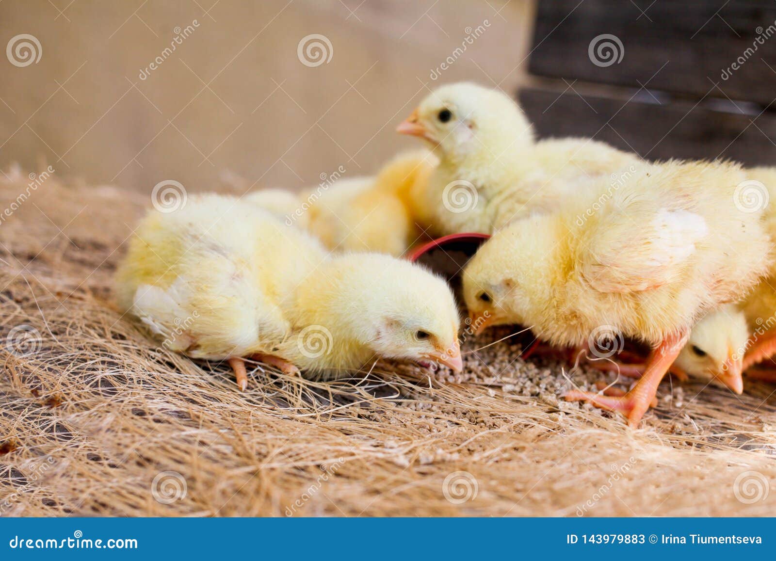 Baby chicken stock image. Image of background, farm - 143979883