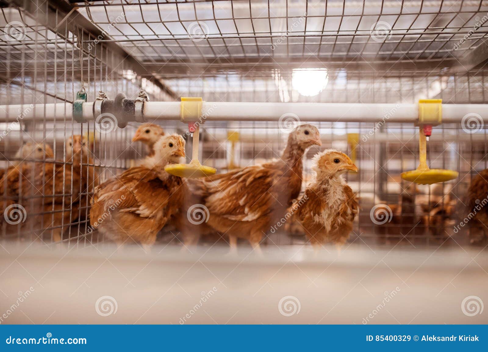Chicken In Poultry Farm, White Chicken Farming Industry,. Stock Photo ...