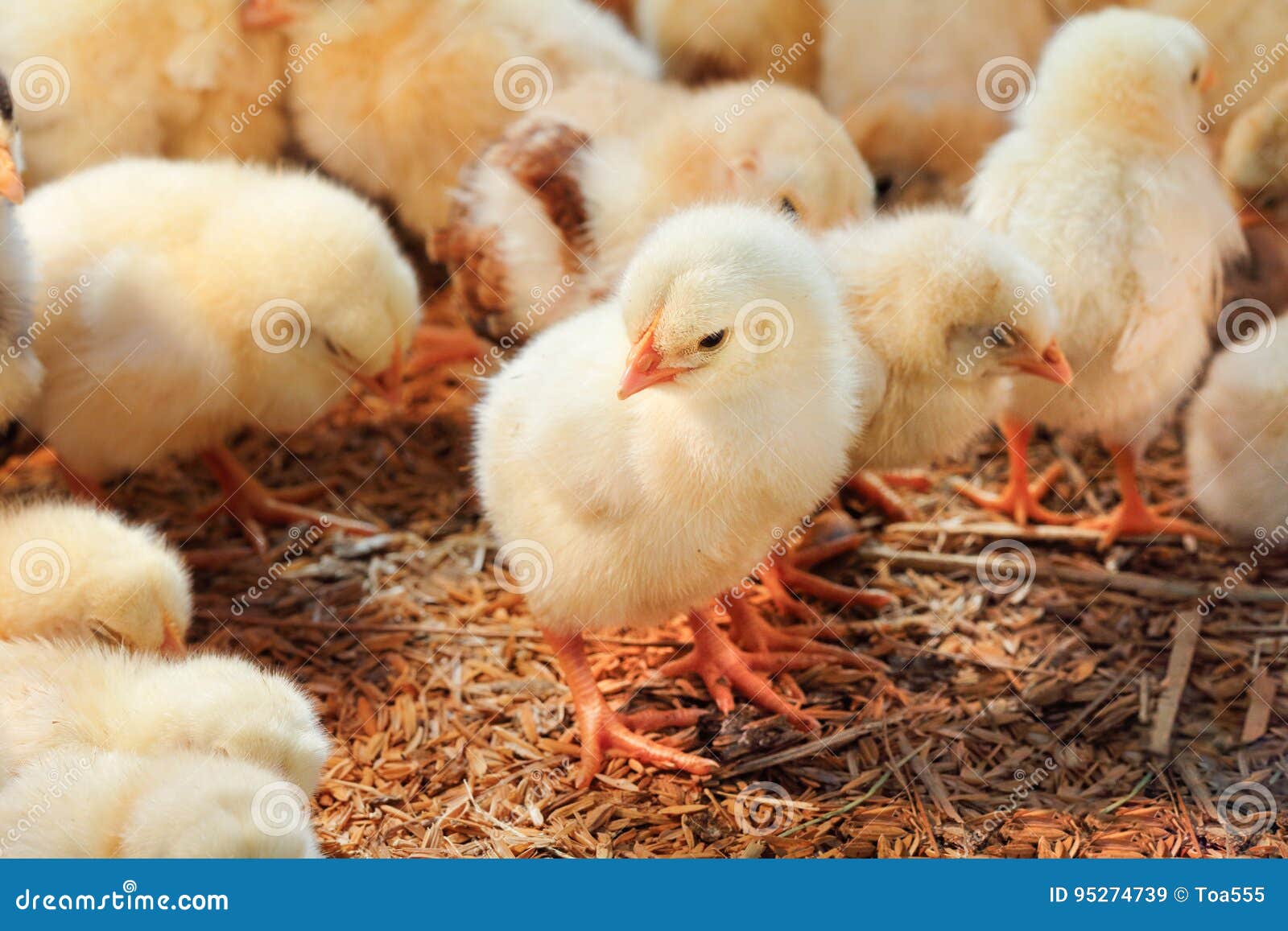 Baby Chicken in Poultry Farm Stock Image - Image of agricultural, plant ...