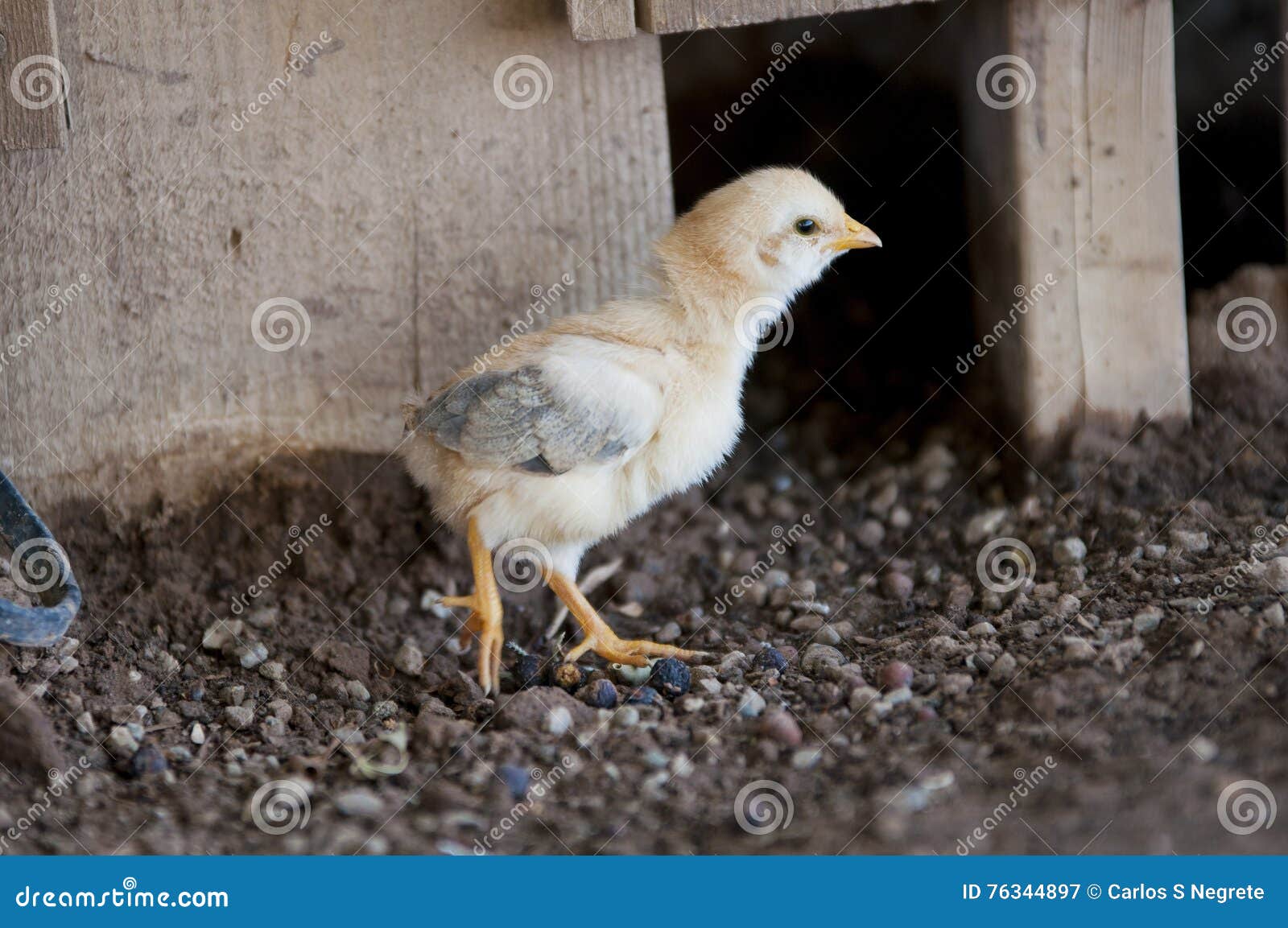 Baby Chicken stock image. Image of runs, beek, farm, food - 76344897
