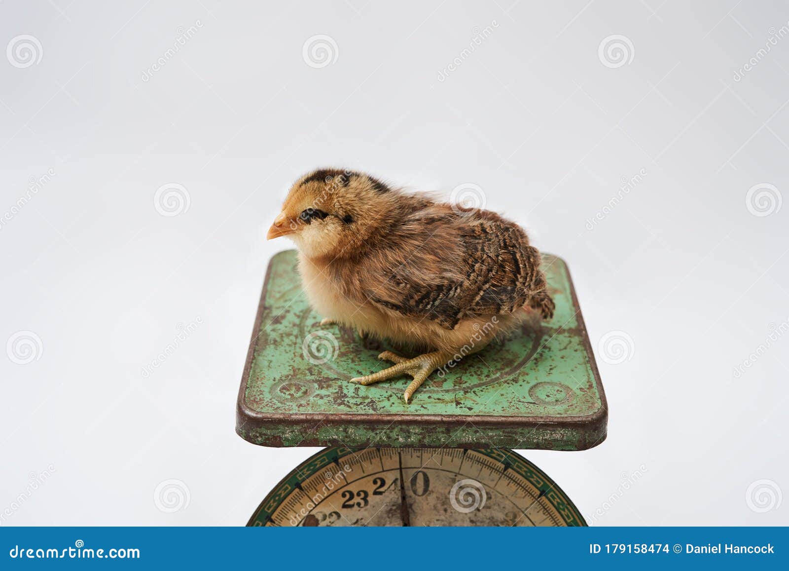 Baby Chicken on Scale stock photo. Image of easter, animal - 179158474