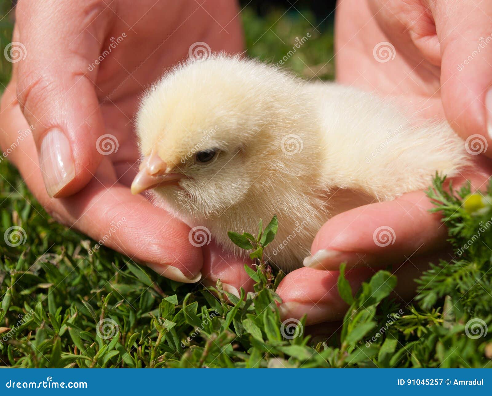 Baby Chicken Sitting in Human Hands Stock Image - Image of henhouse ...